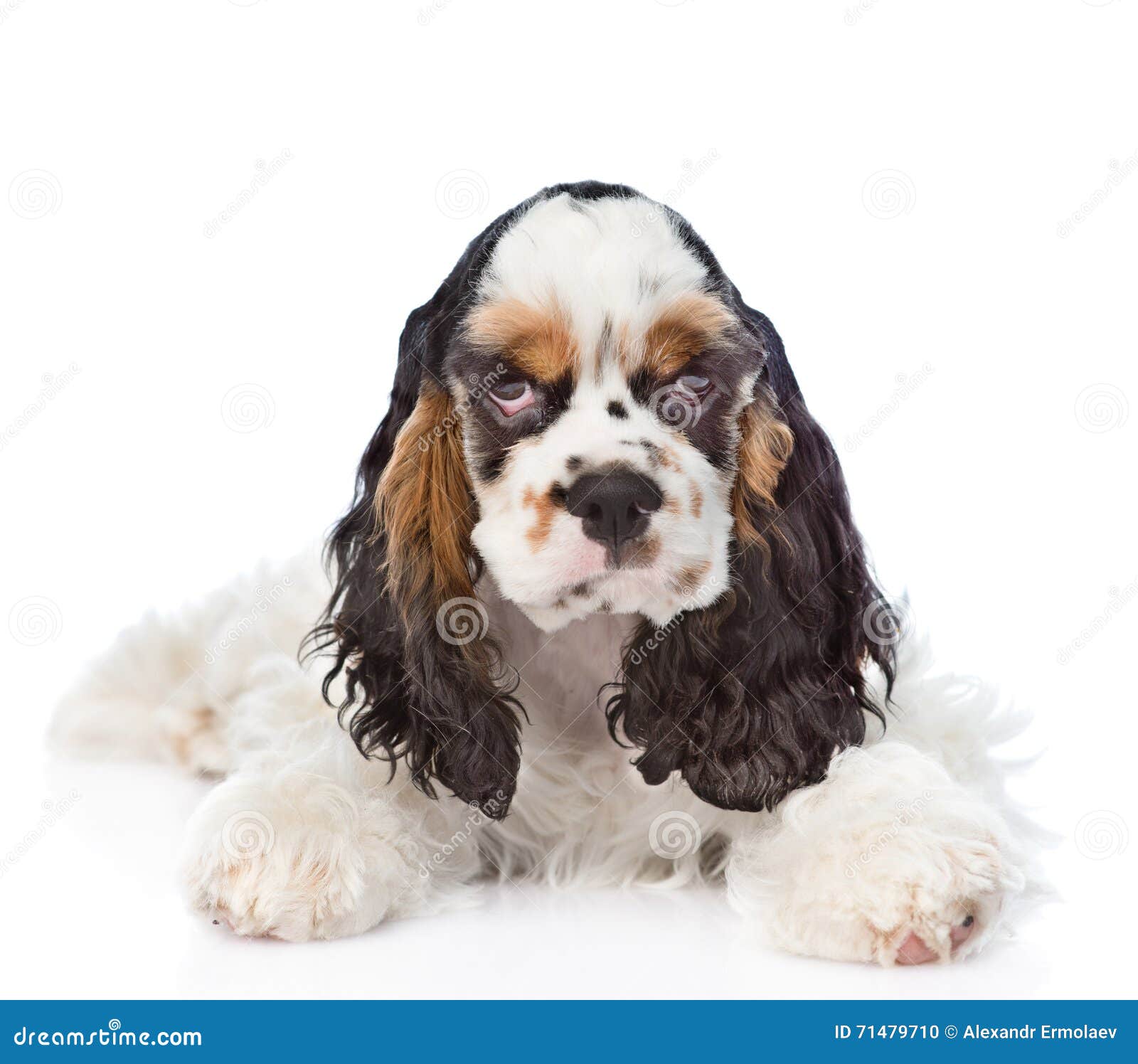 Cocker Spaniel Puppy Lying in Front View. Isolated on White Stock Photo ...