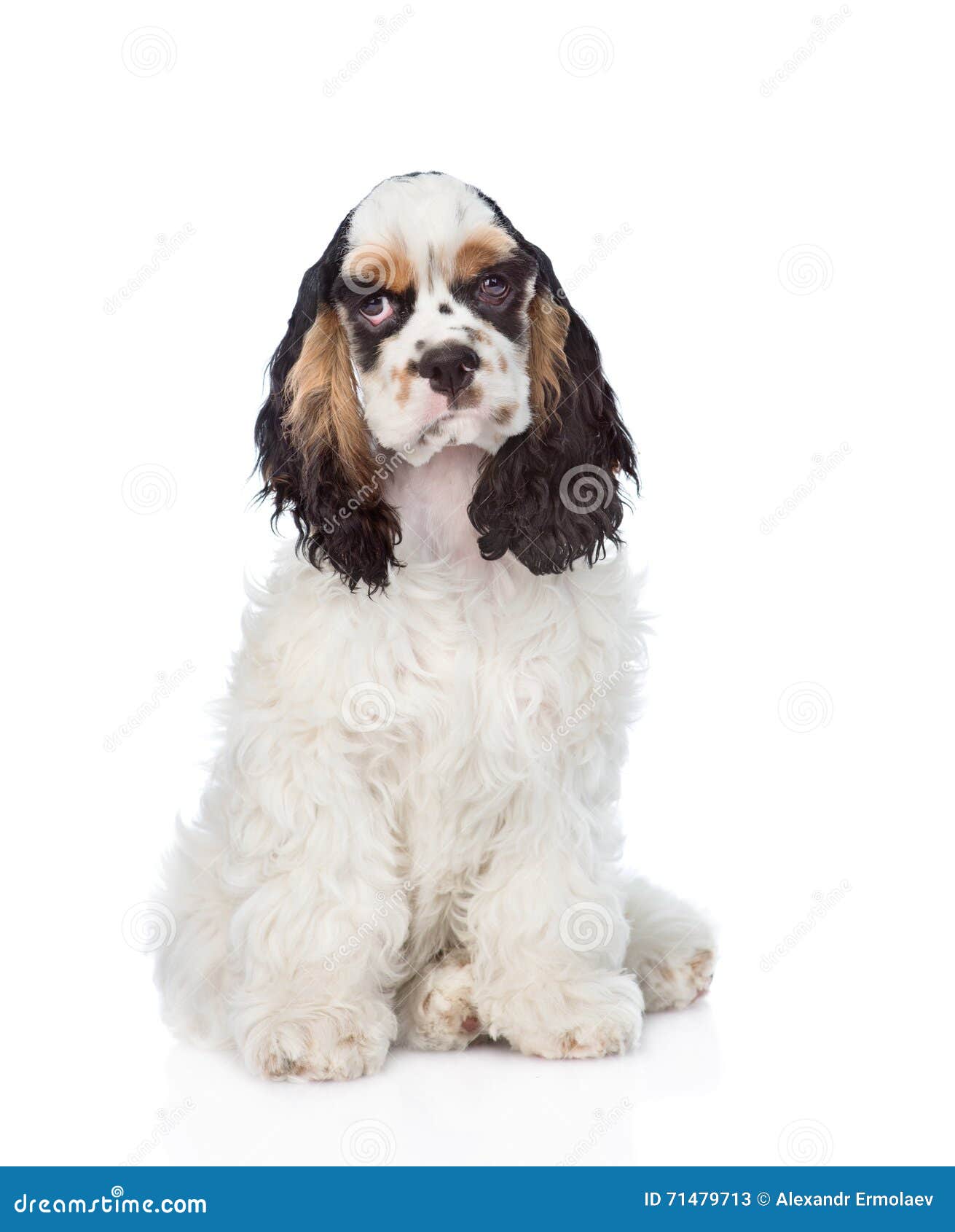 Cocker Spaniel Puppy Sitting in Front View. Isolated on White Stock ...