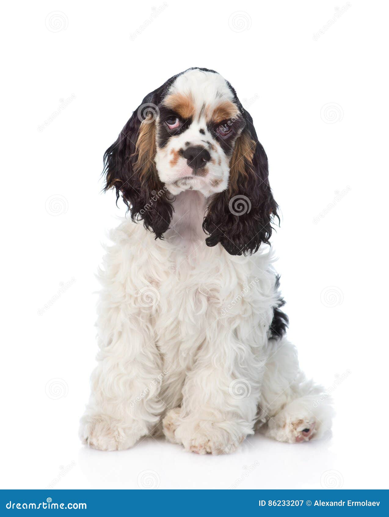 Cocker Spaniel Puppy Sitting In Front View. Isolated On White Ba Stock ...