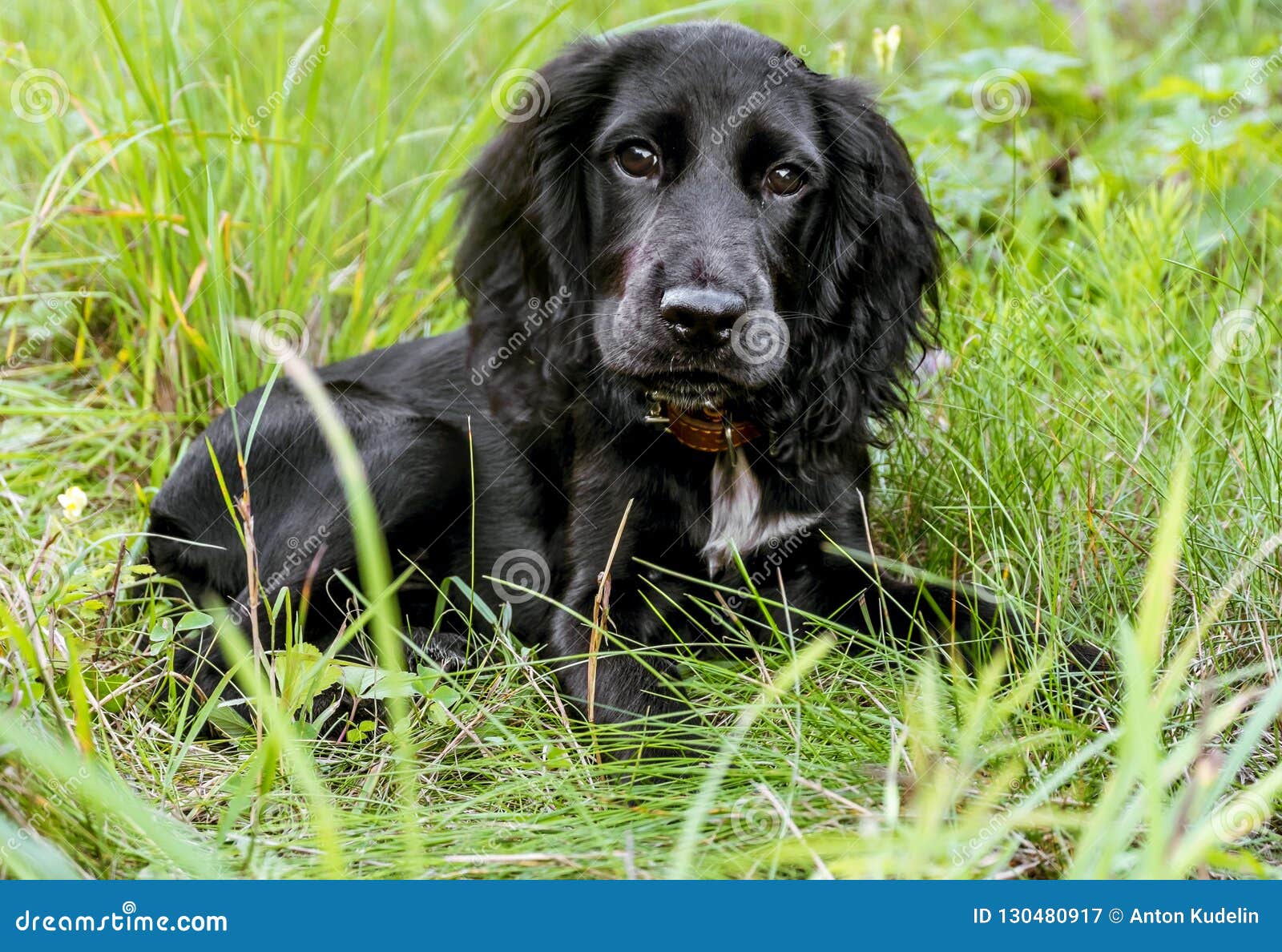 Cocker Spaniel Puppy Sitting in the Green among the Grass Stock Image ...