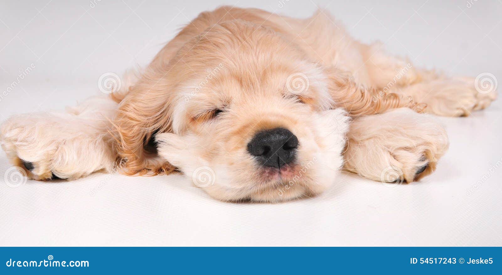 Cocker Spaniel Puppy Sleeping Stock Image - Image of puppy, paws: 54517243