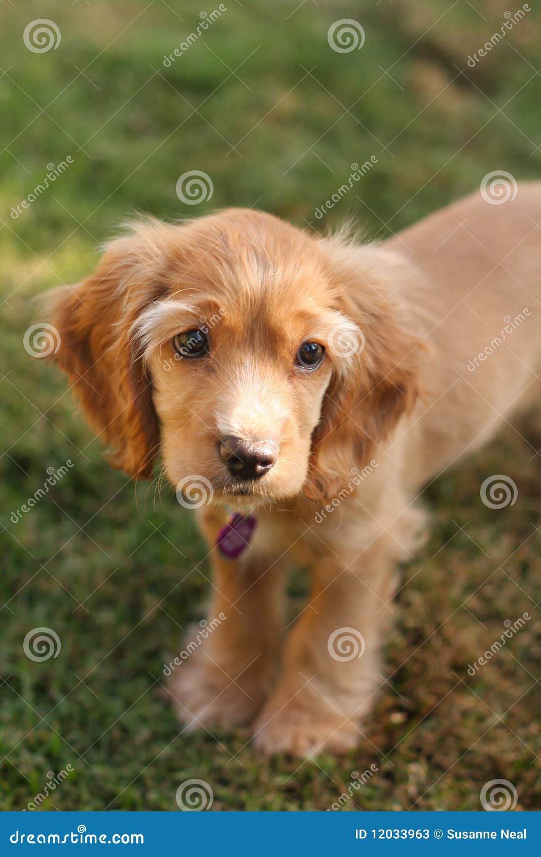 Cocker Spaniel Puppy in Sunlight Stock Image - Image of outside ...