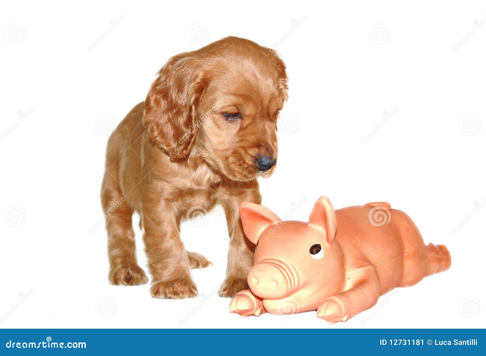 Cocker Spaniel Puppy with Toys Stock Image - Image of adorable, cute ...