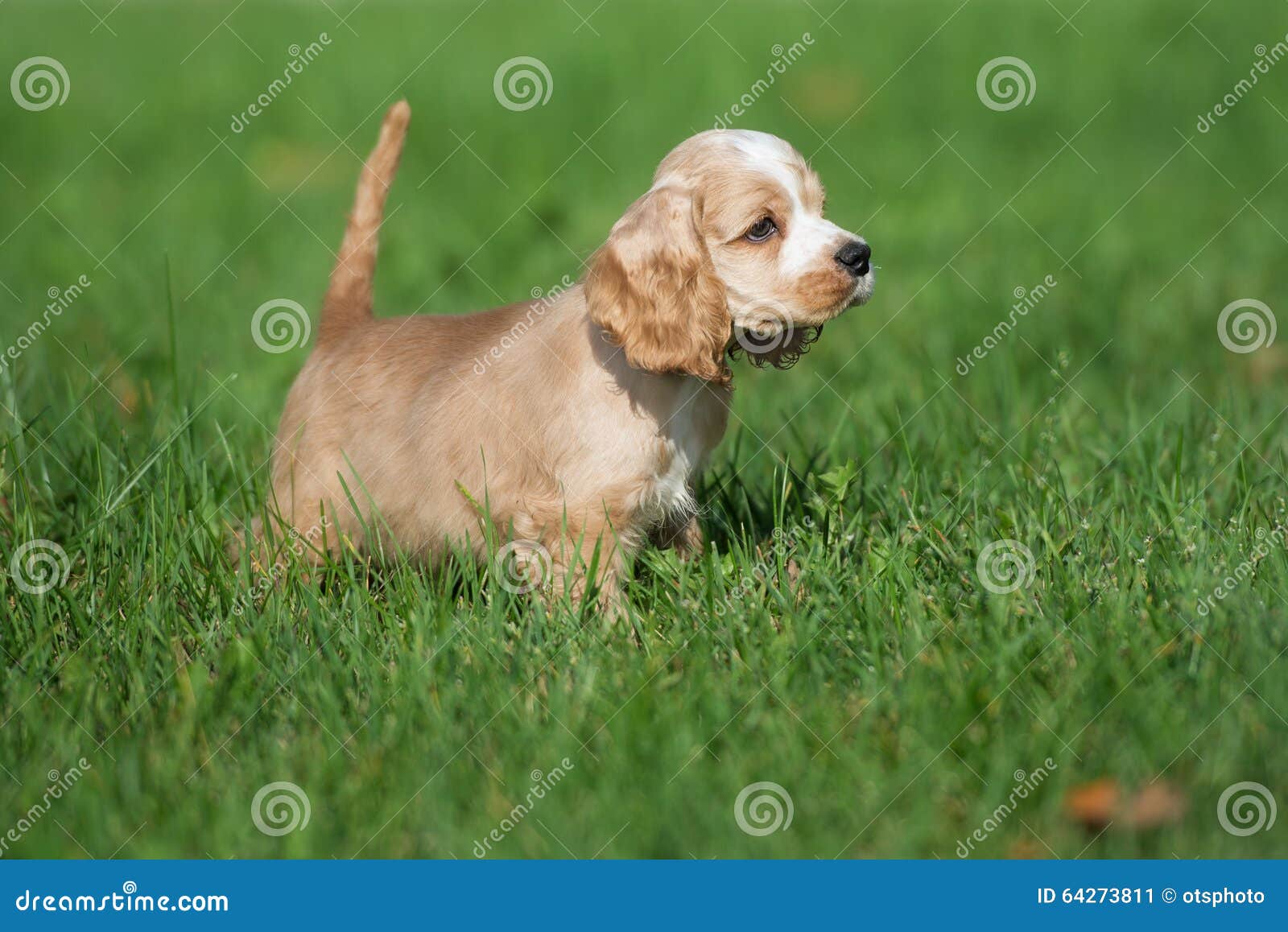 Cocker Spaniel Puppy Walking Outdoors in Summer Stock Image - Image of ...