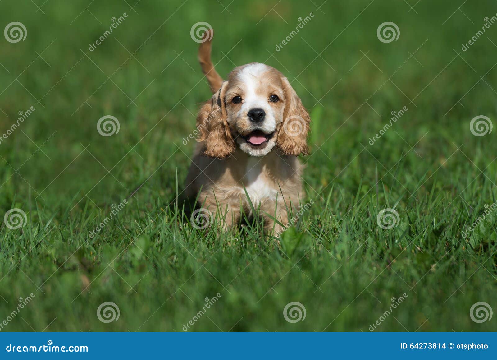Cocker Spaniel Puppy Walking Outdoors in Summer Stock Photo - Image of ...
