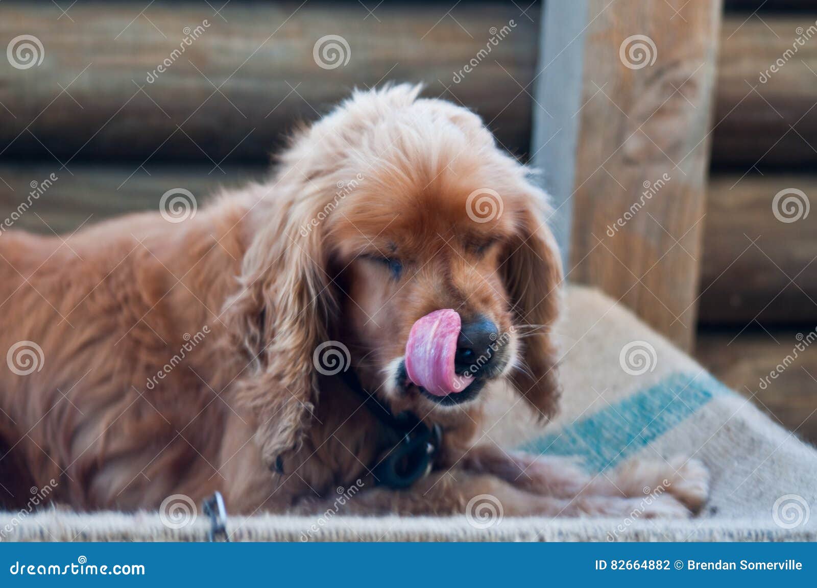 Cocker Spaniel Que Lo Lame Nariz Del ` S Foto de archivo - Imagen de ...