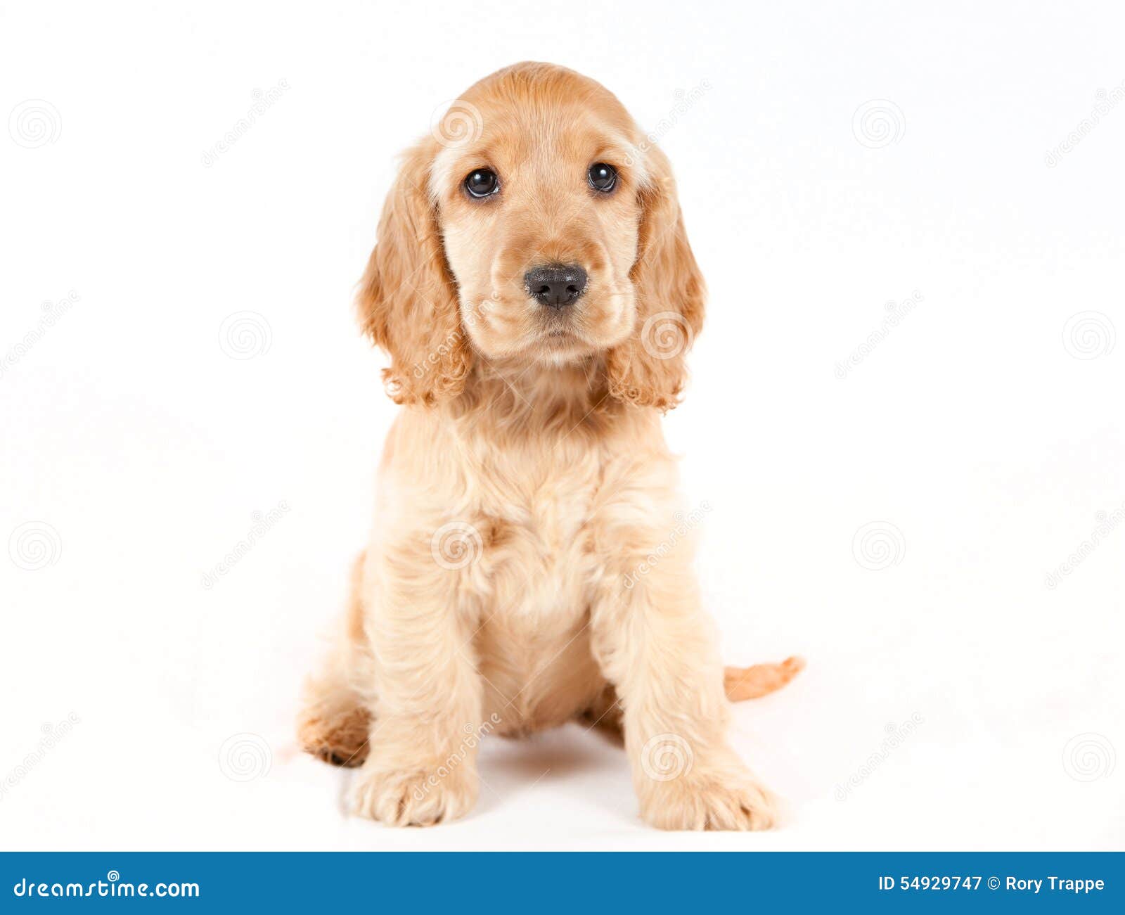 Cocker spaniel stock image. Image of studio, spaniel - 54929747