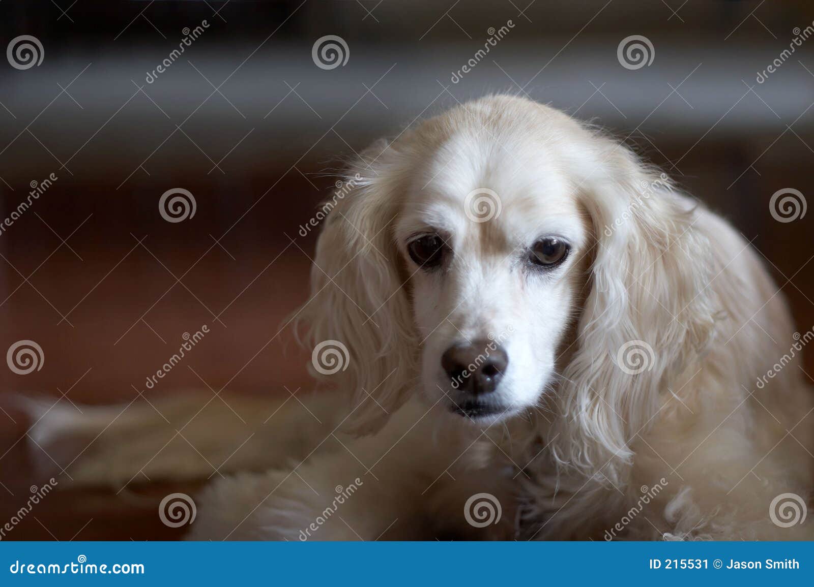 Cocker Spaniel with Sad Look Stock Image - Image of resting, domestic ...