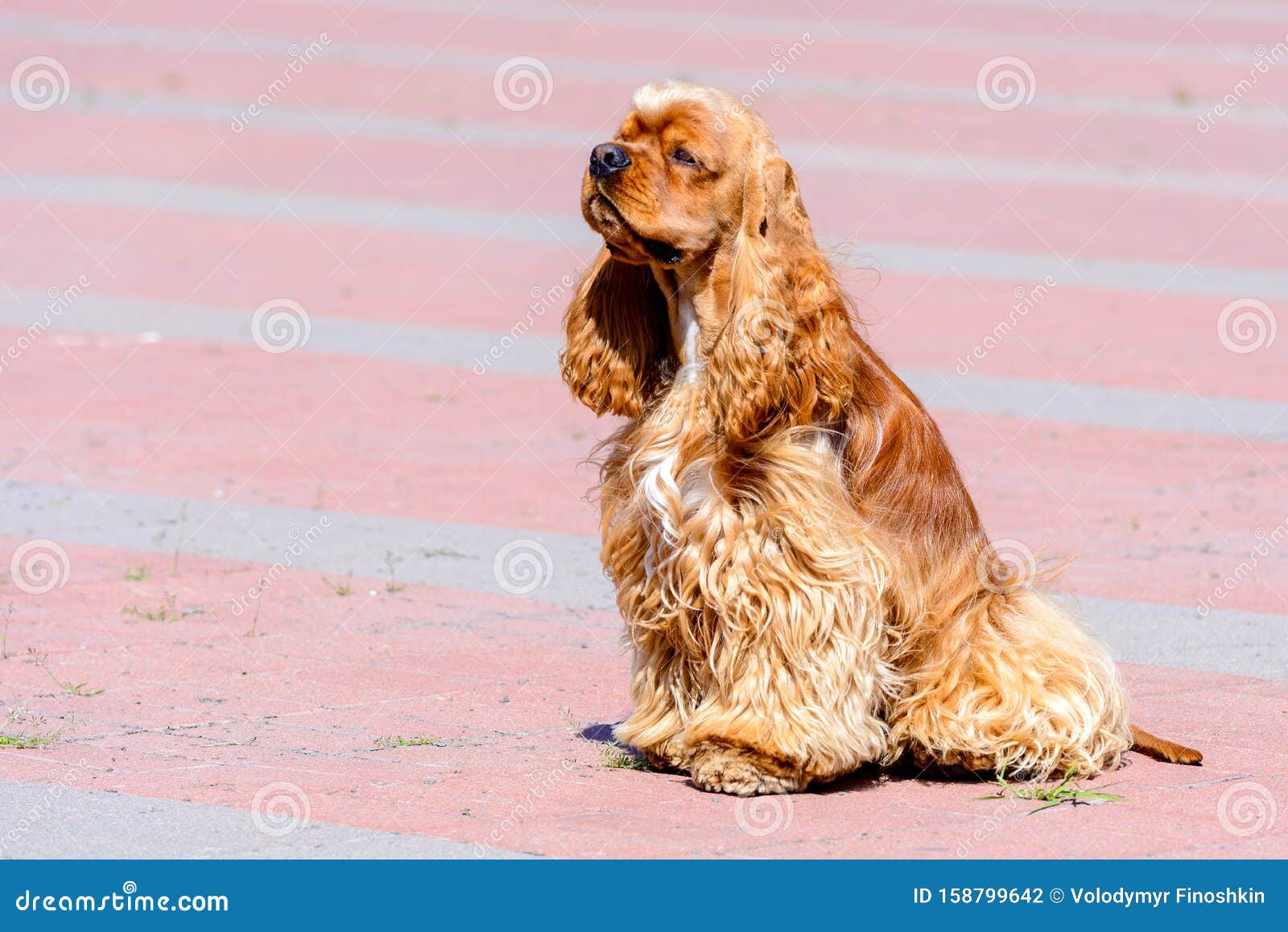 Cocker Spaniel Seats in Profile Stock Photo - Image of domestic, canine ...