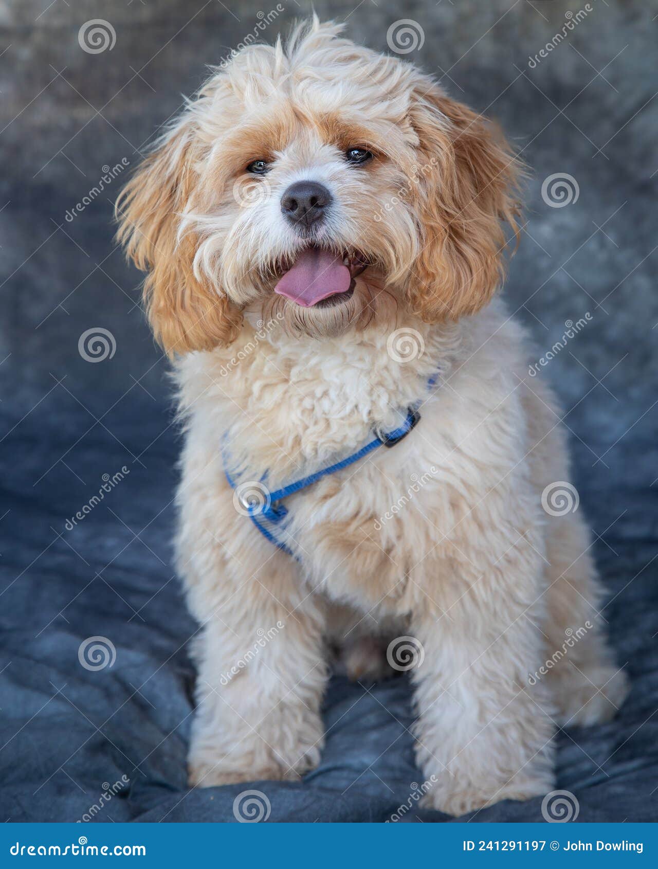 Cocker Spaniel Grey Tan Stock Photos - Free & Royalty-Free Stock Photos ...