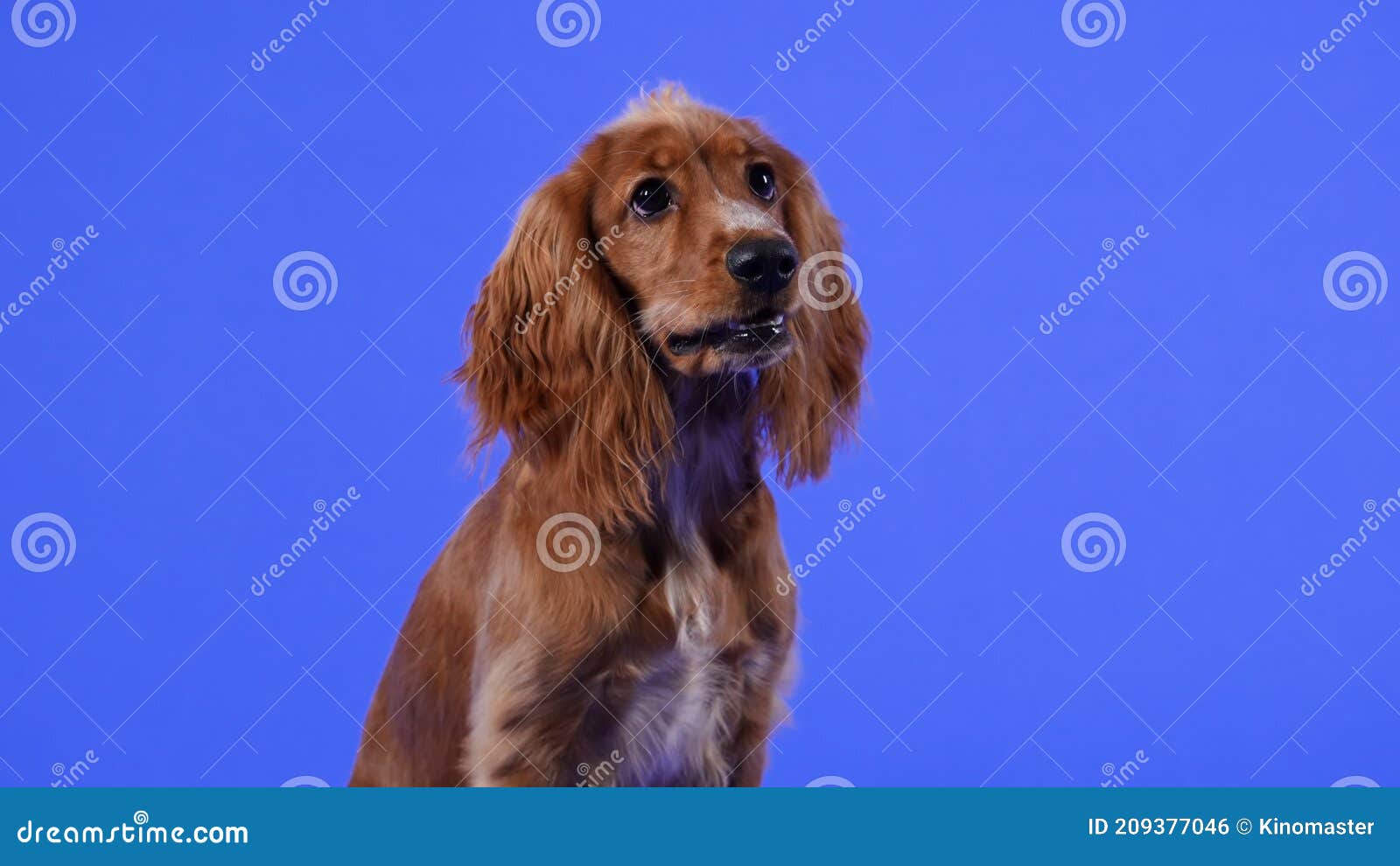 Cocker Spaniel Sits in the Studio on a Blue Background. the Pet Twists ...