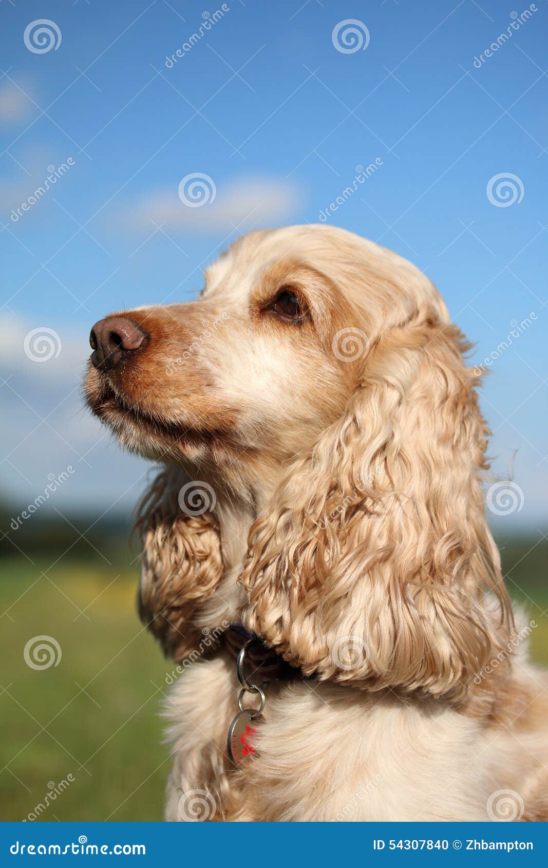 Cocker Spaniel Sitting in a Field Stock Photo - Image of roan, cocker ...