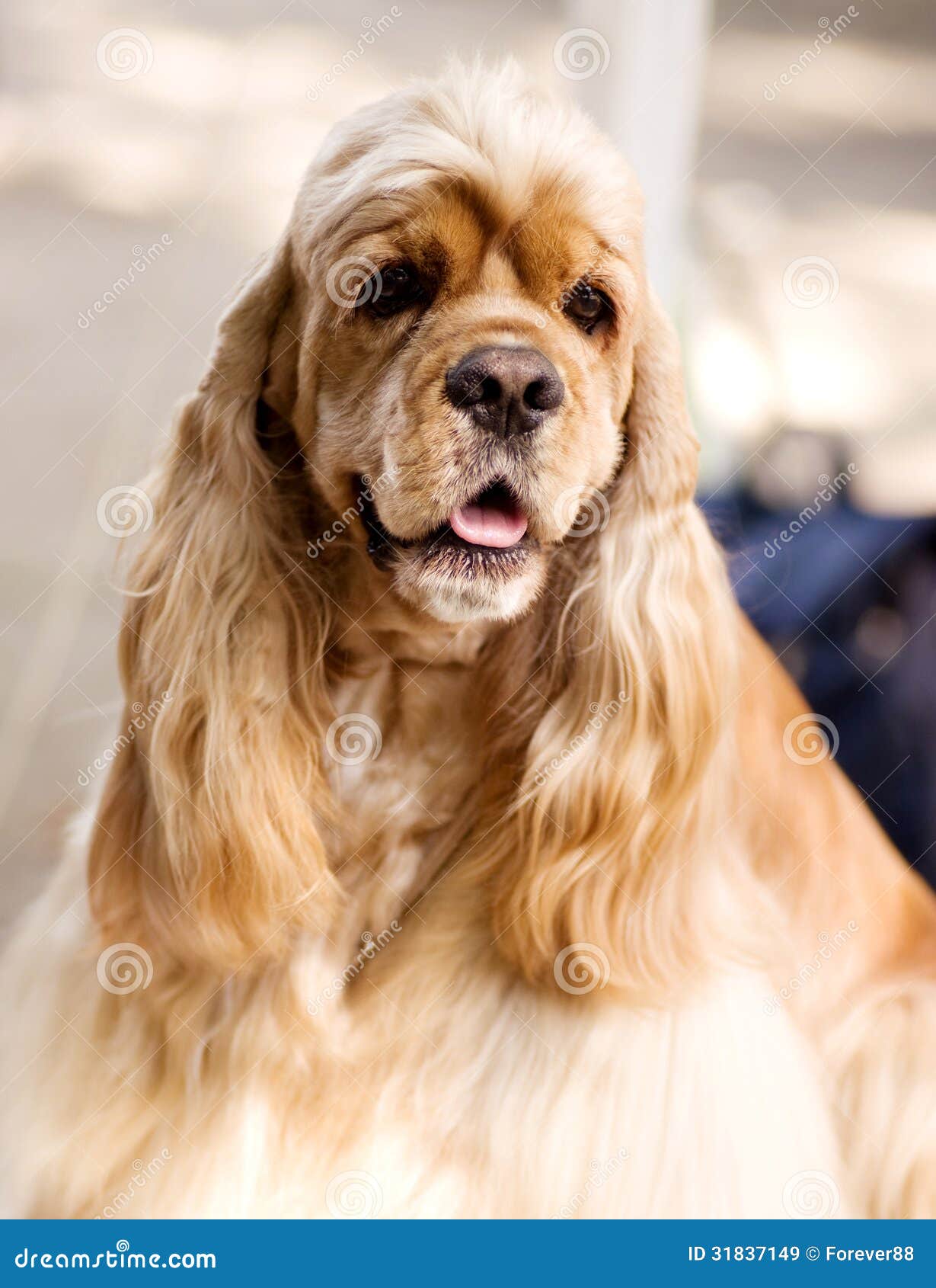 Cocker Spaniel Sitting in Front Stock Image - Image of portrait, shot ...