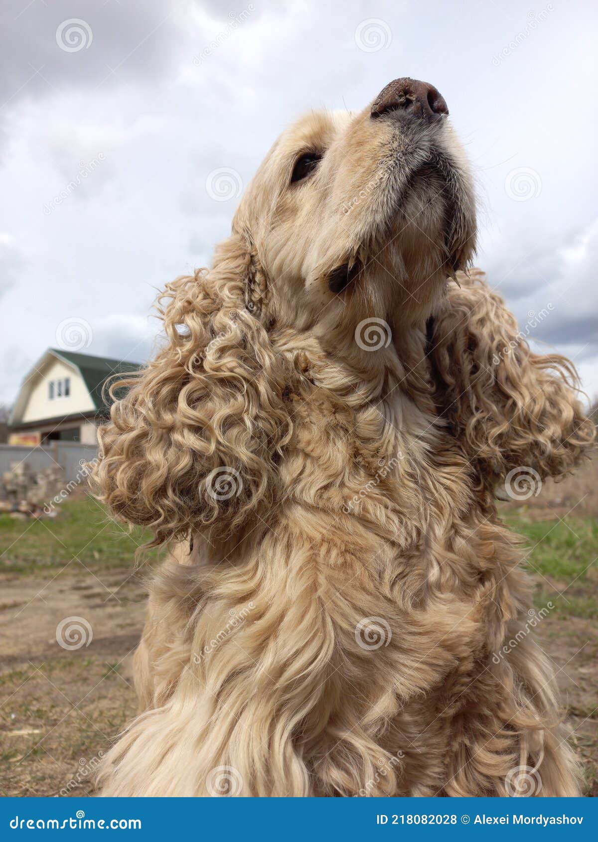 Cocker Spaniel Sitting And Looking At The Sky Photo Below, Light ...