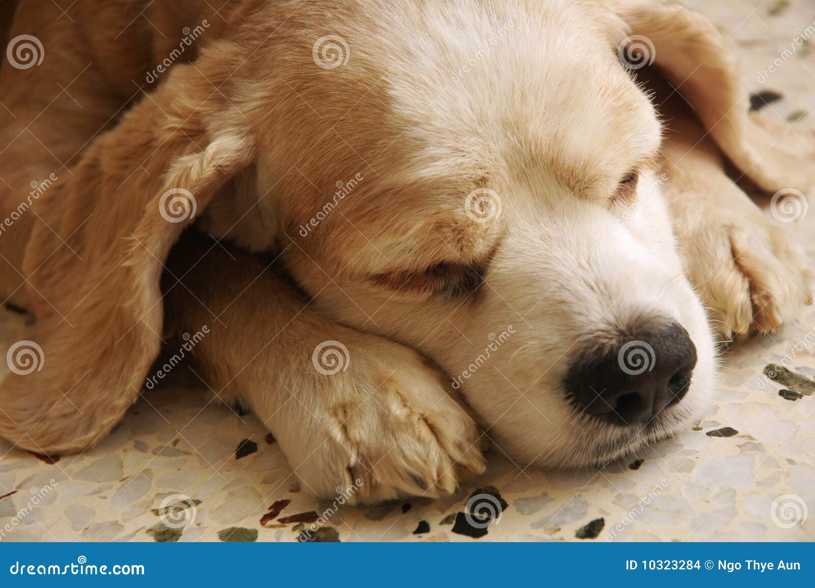 Cocker spaniel sleeping stock photo. Image of furry, purebred - 10323284