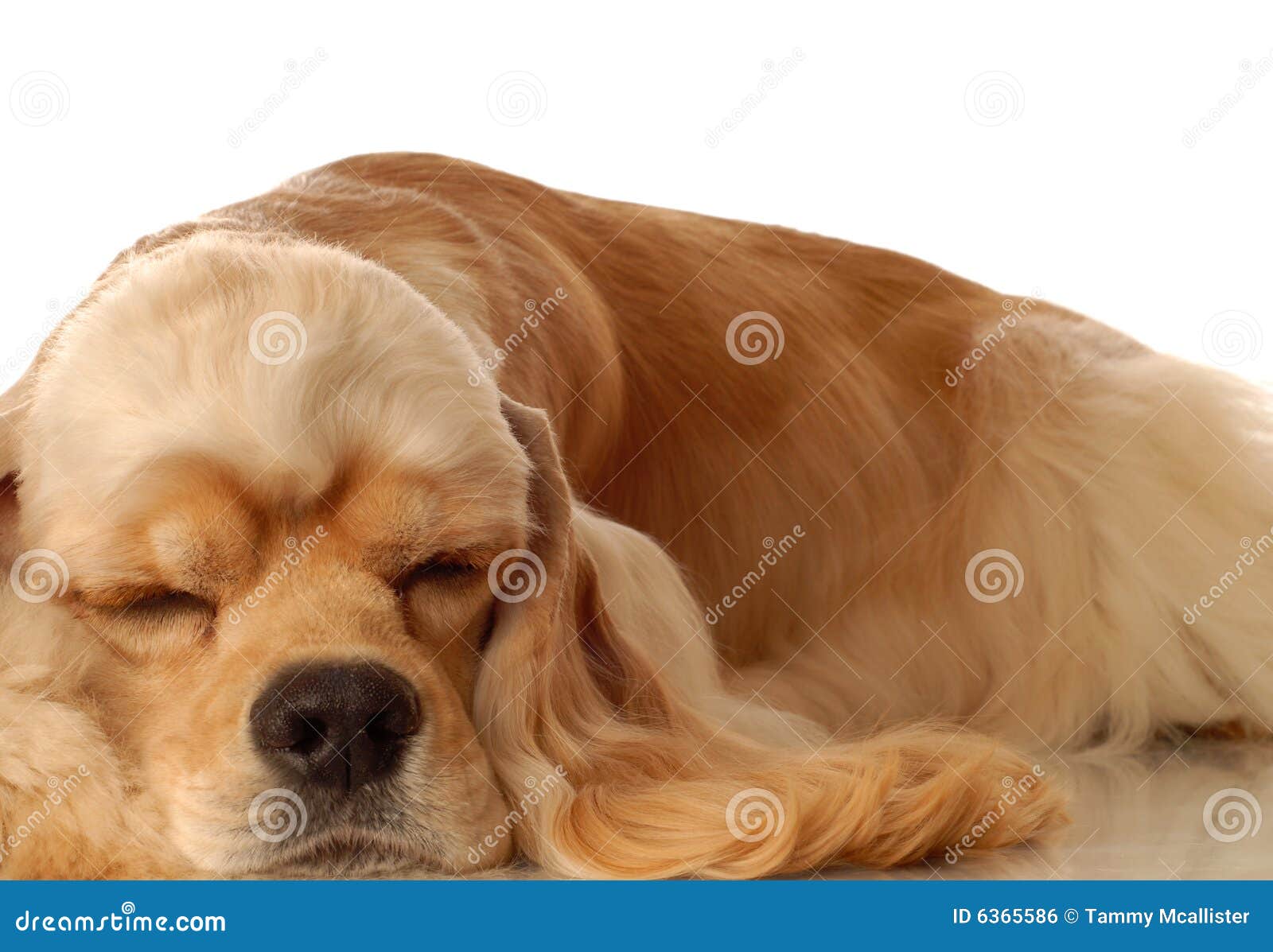 Cocker spaniel sleeping stock photo. Image of faithful - 6365586