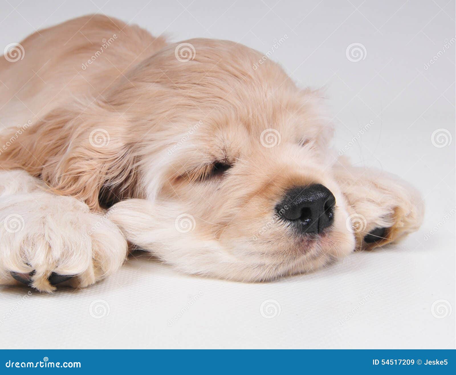 Cocker Spaniel Sleeping Close Up. Stock Image - Image of playing ...