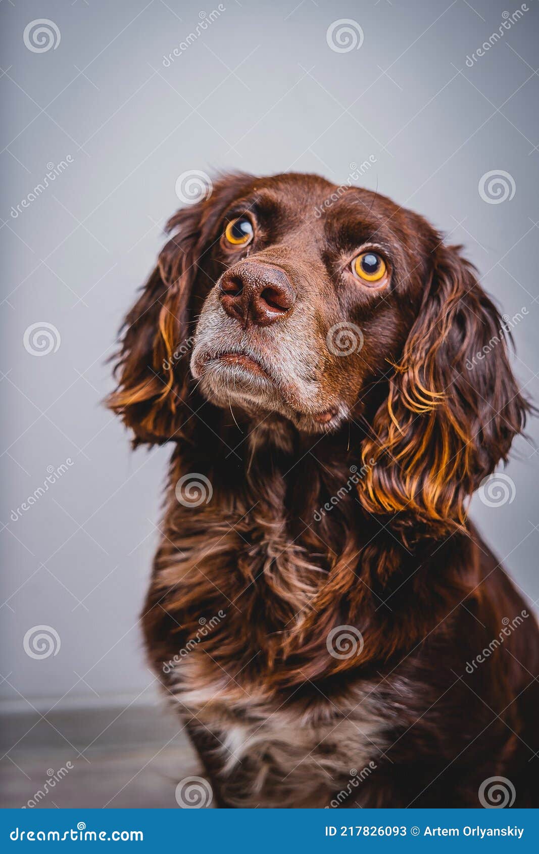 Cocker Spaniel Smiling and Looking at the Camera Stock Image - Image of ...