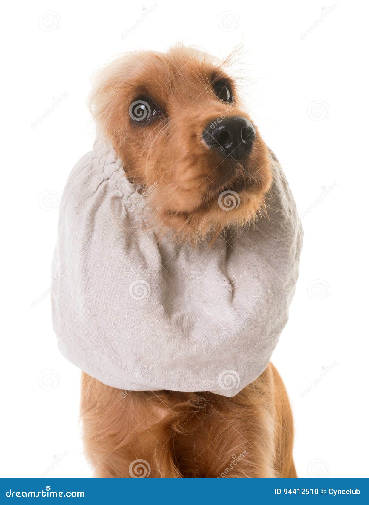 Cocker spaniel and snood stock photo. Image of spikelet - 94412510