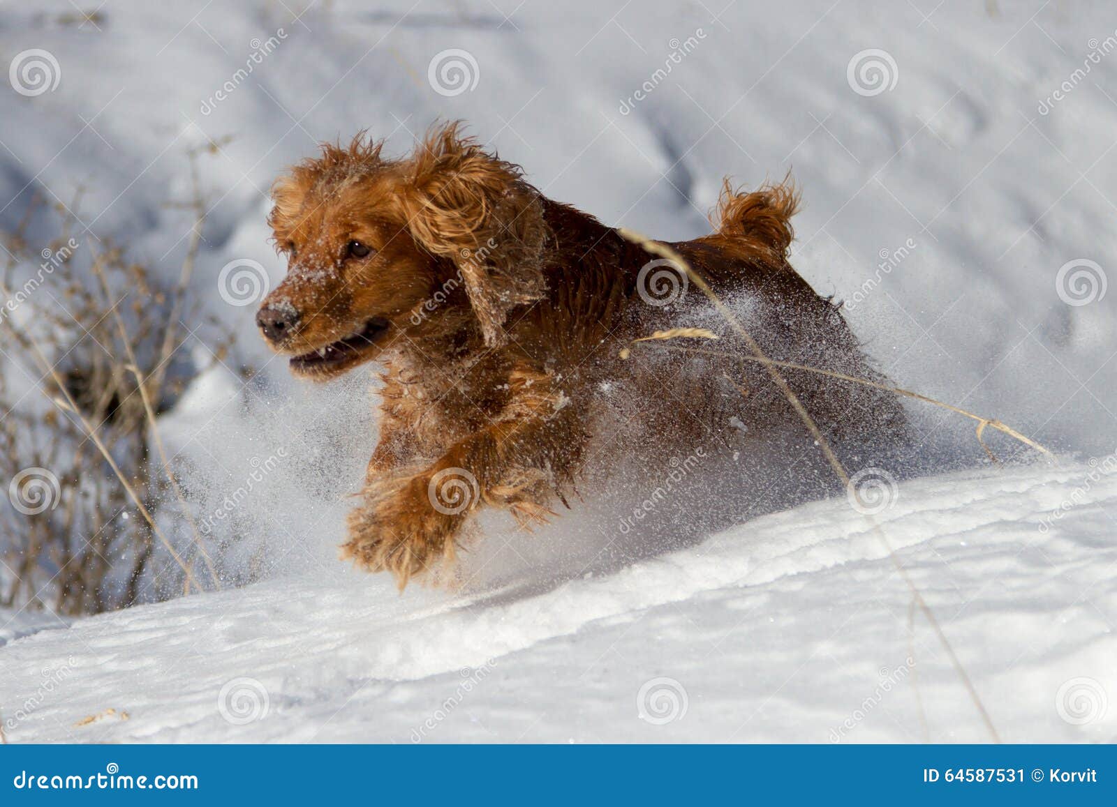 Cocker spaniel in the snow stock image. Image of beauty - 64587531