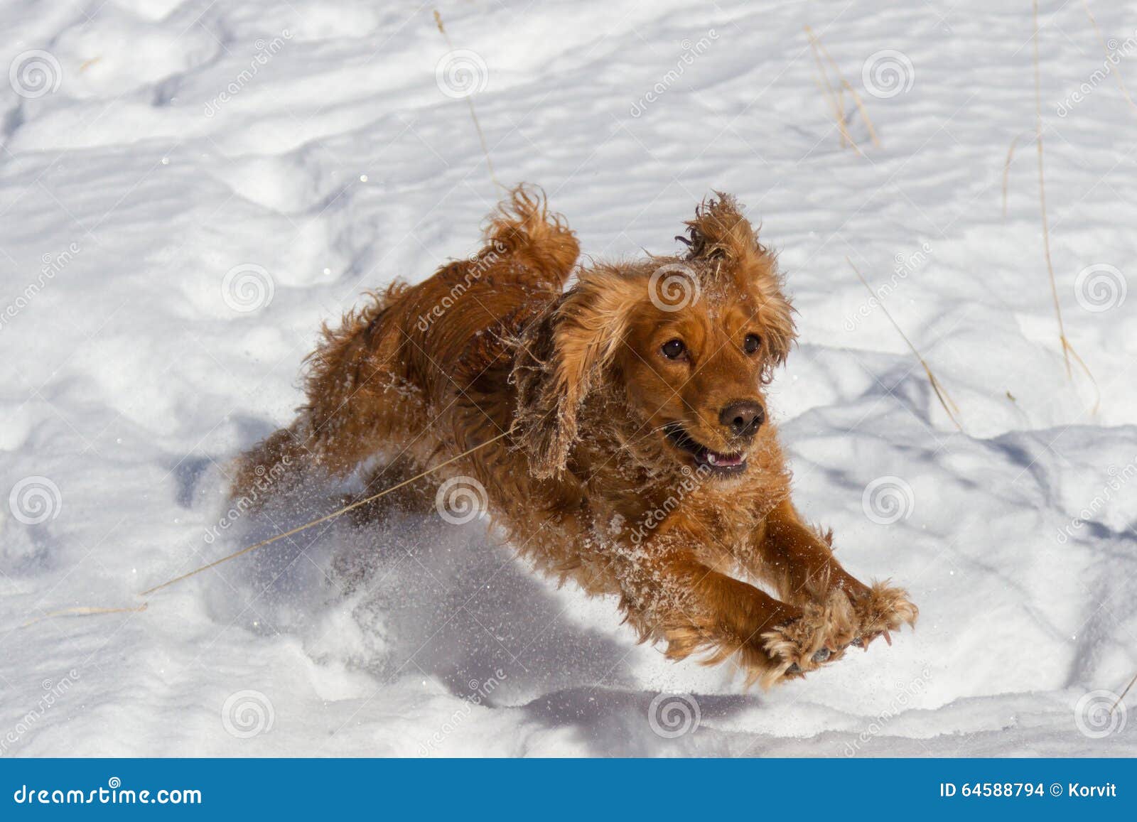 Cocker spaniel in the snow stock photo. Image of spaniel - 64588794