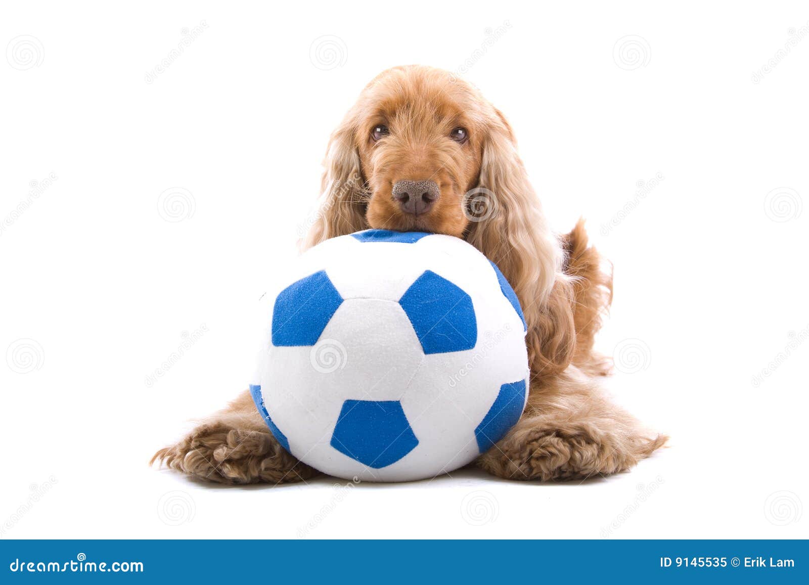 Cocker Spaniel and Soccer Ball Stock Image - Image of spaniel, soccer ...