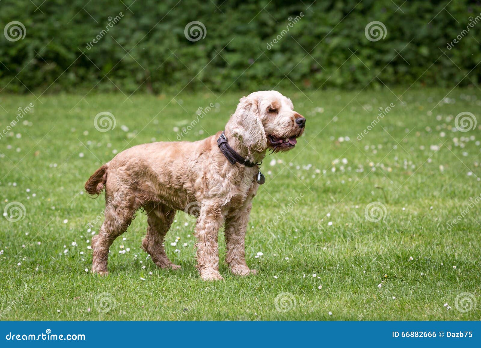 Cocker Spaniel Standing in Yard Stock Photo - Image of lawn, backyard ...