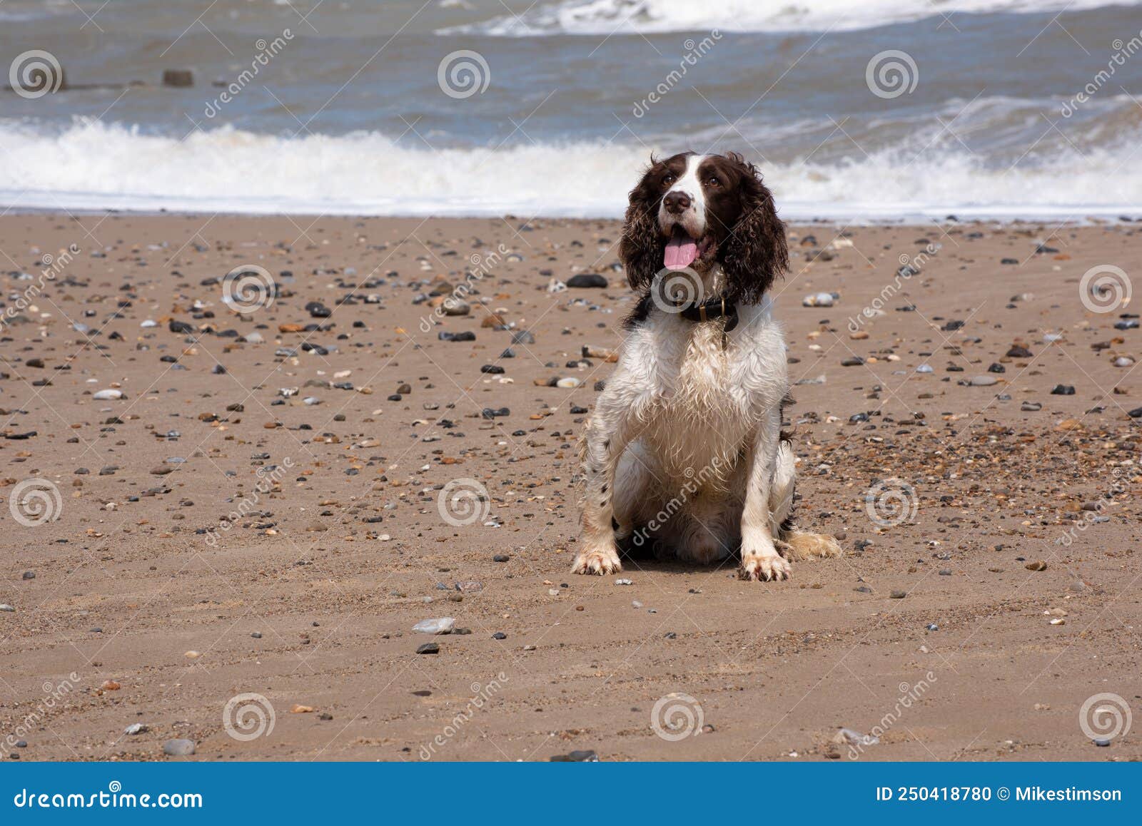 Cocker Spaniel on Stoney Beach at Seaside Stock Photo - Image of sandy ...
