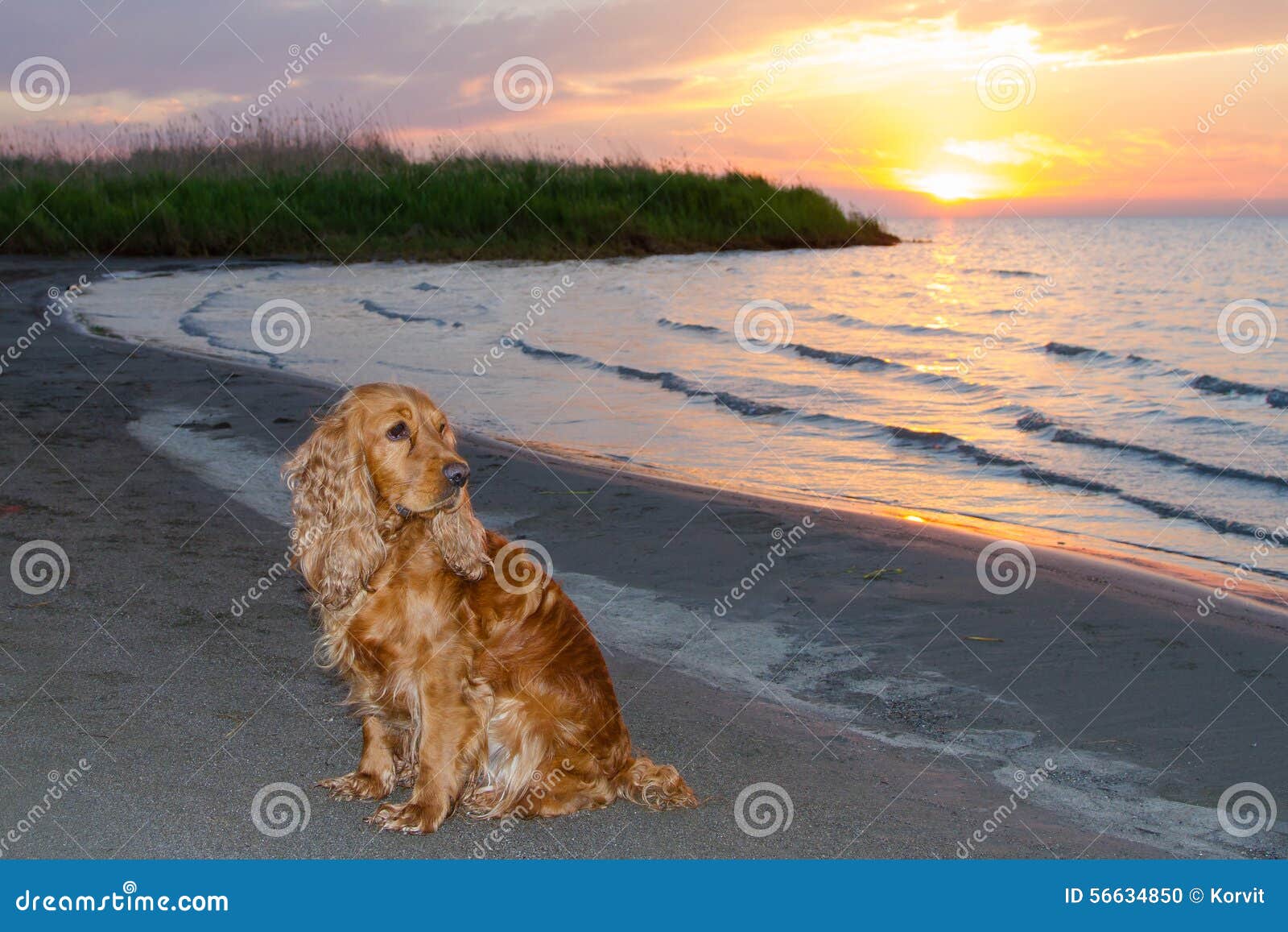 Cocker Spaniel stock photo. Image of happiness, outdoors - 56634850