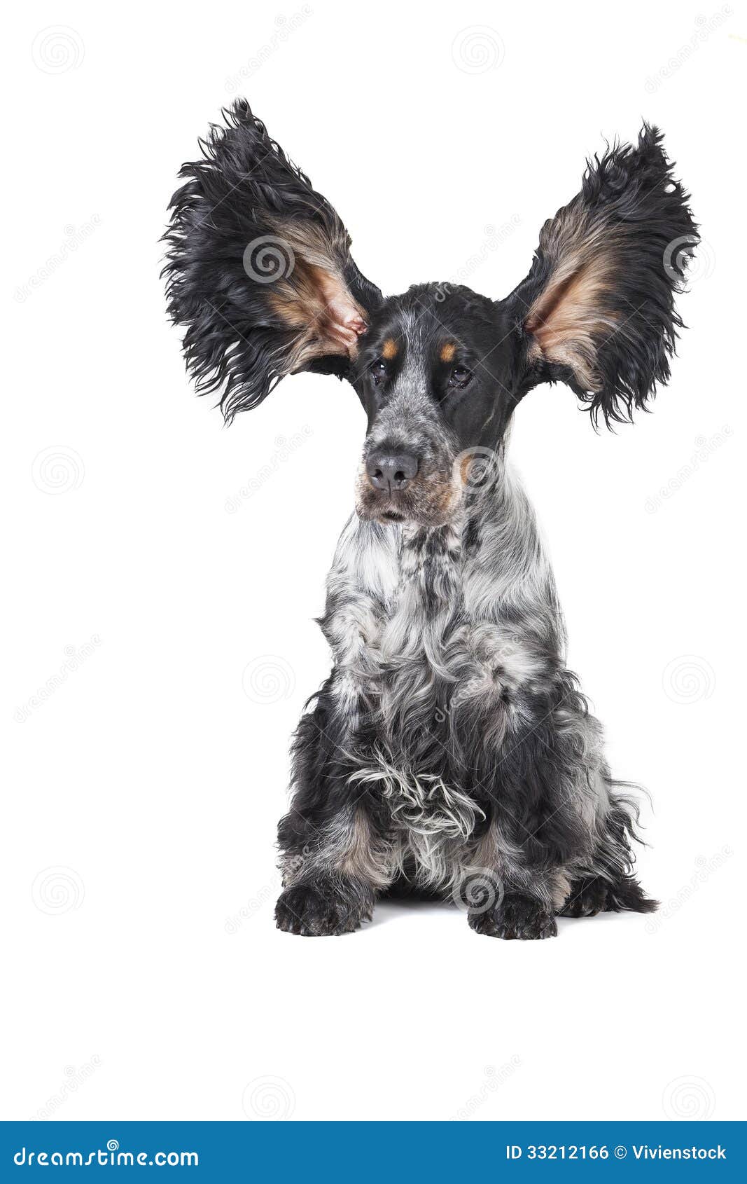 Cocker Spaniel with Their Ears Up Stock Photo - Image of mammals, brown ...