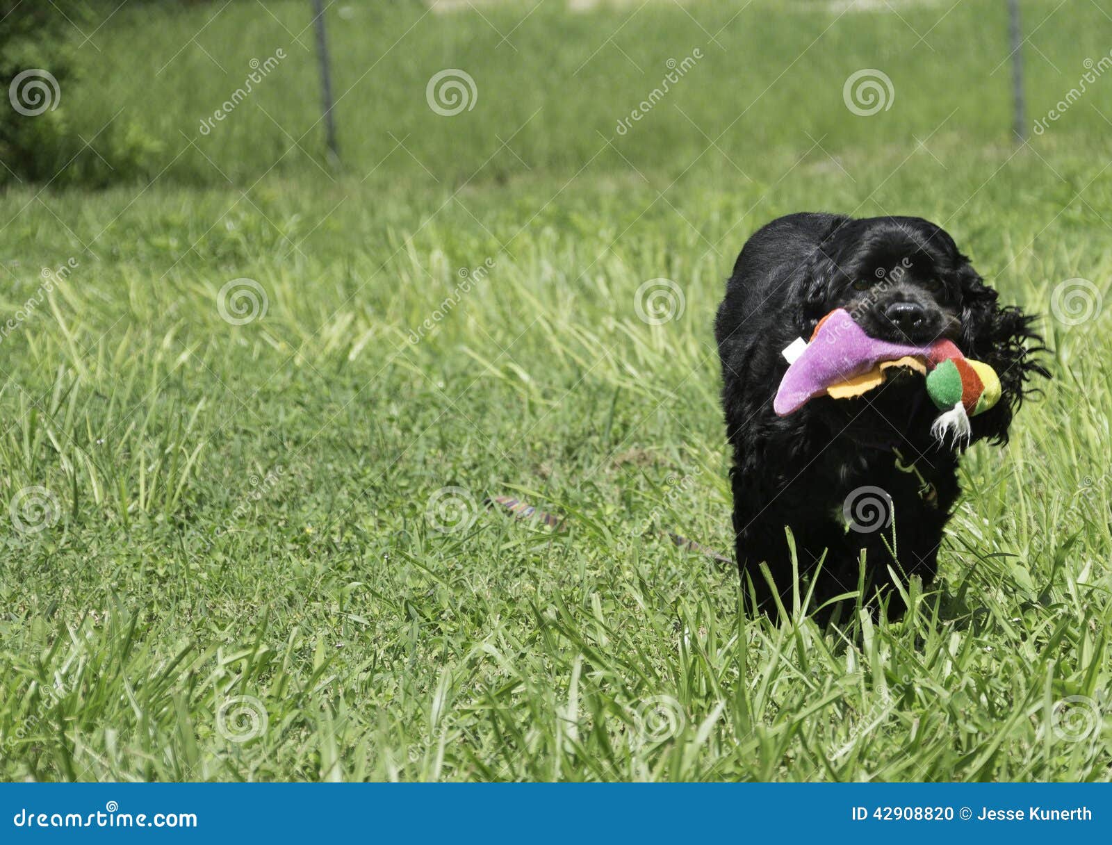 Cocker Spaniel with Toy stock photo. Image of spaniel - 42908820