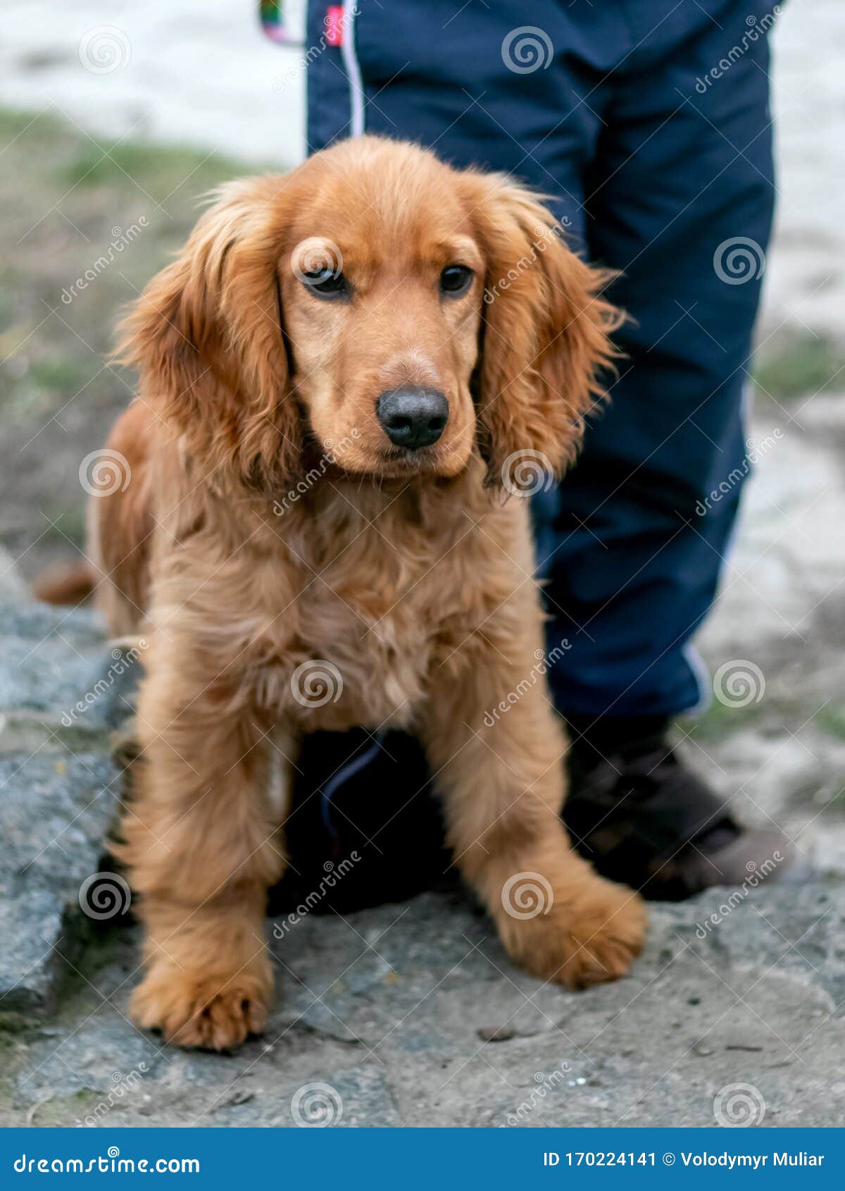 Cocker Spaniel on a Walk. Young Dog with a Boy_ Stock Image - Image of ...