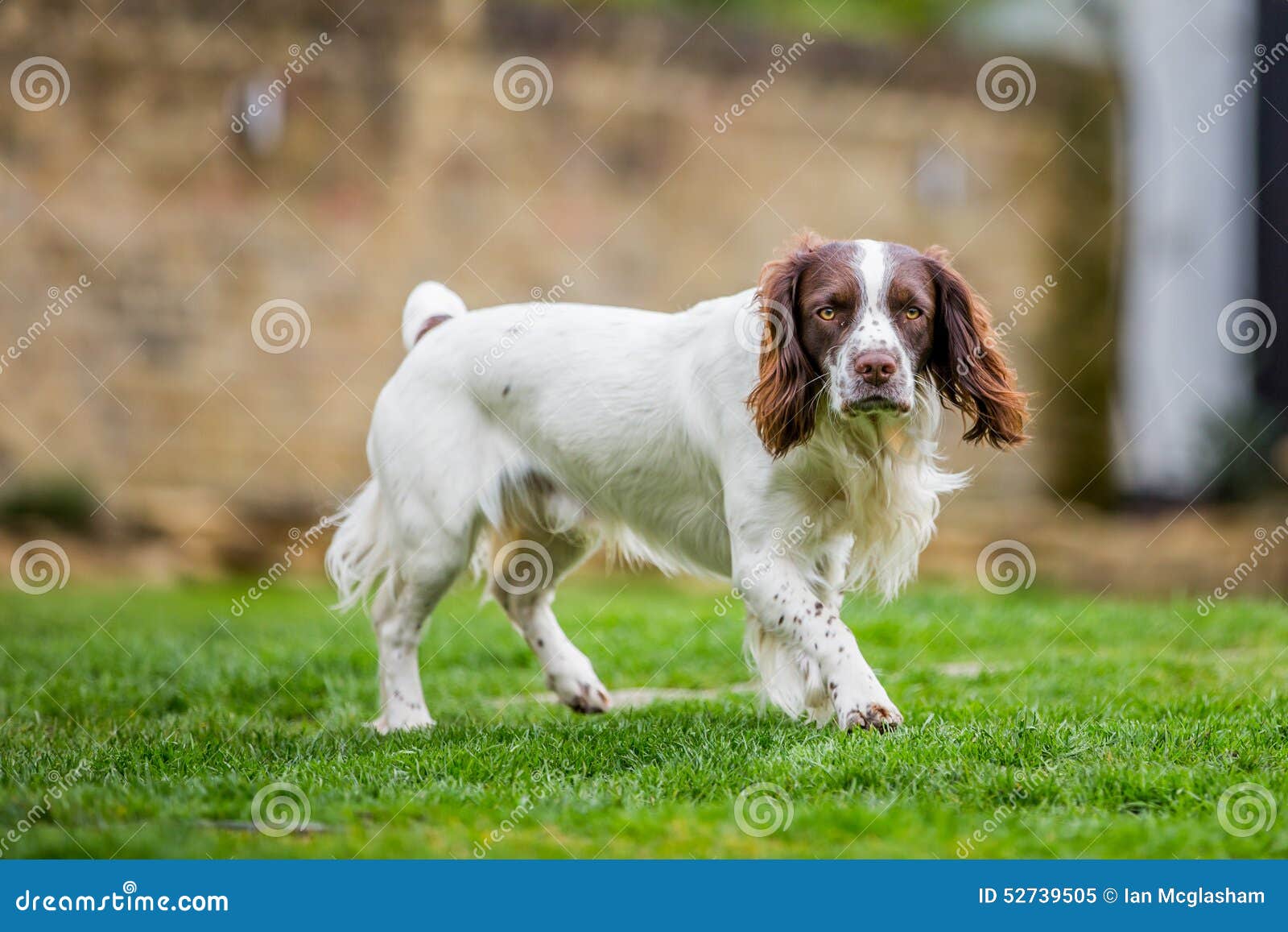 Cocker Spaniel stock image. Image of cocker, walking - 52739505
