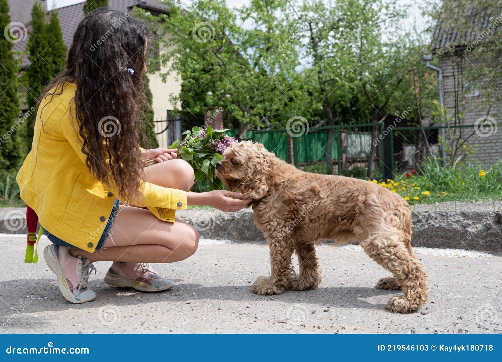 Cocker Spaniel Walking with a Girl on the Street Stock Image - Image of ...