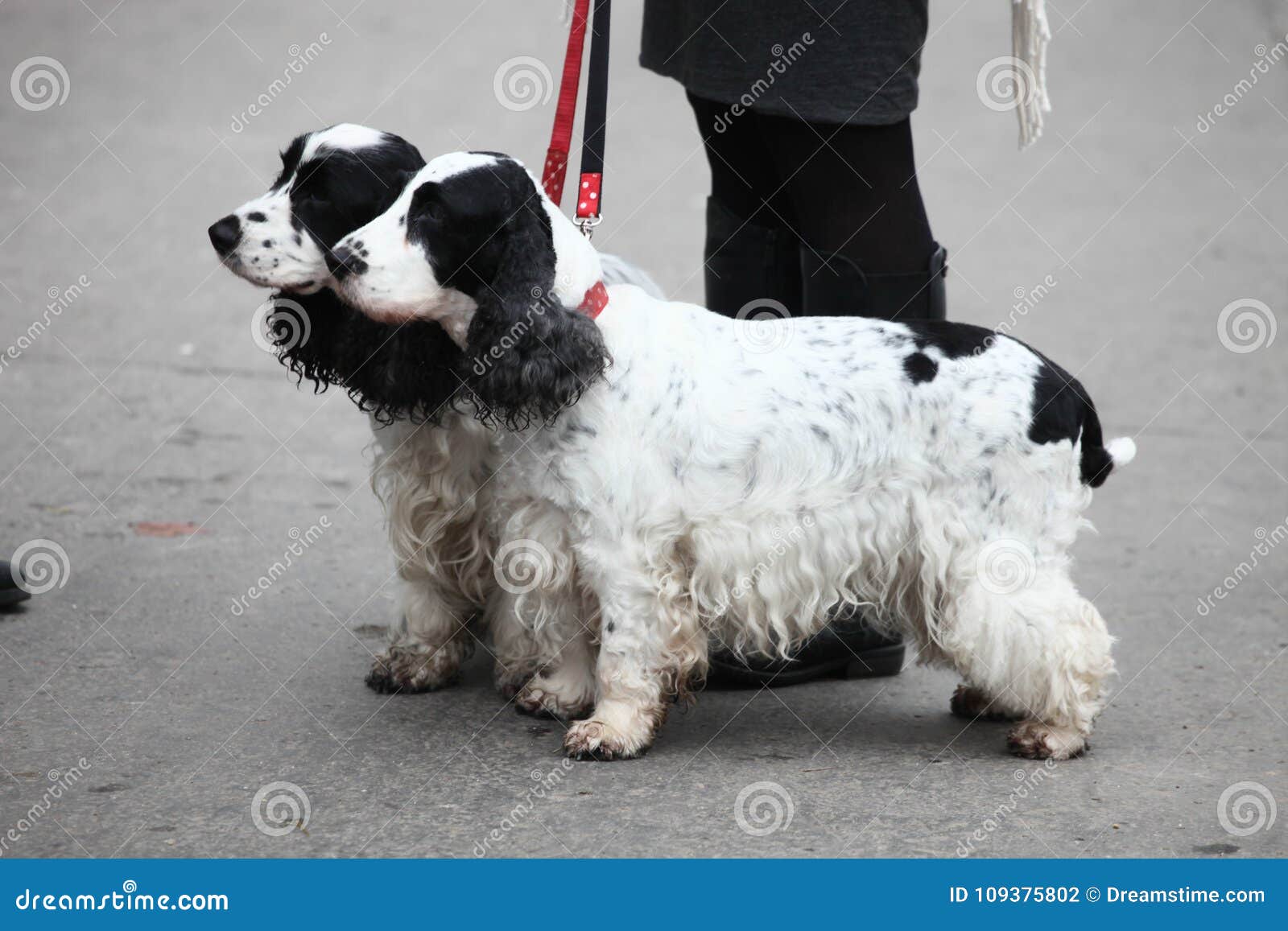 Cocker spaniels pair stock photo. Image of cocker, spaniel - 109375802