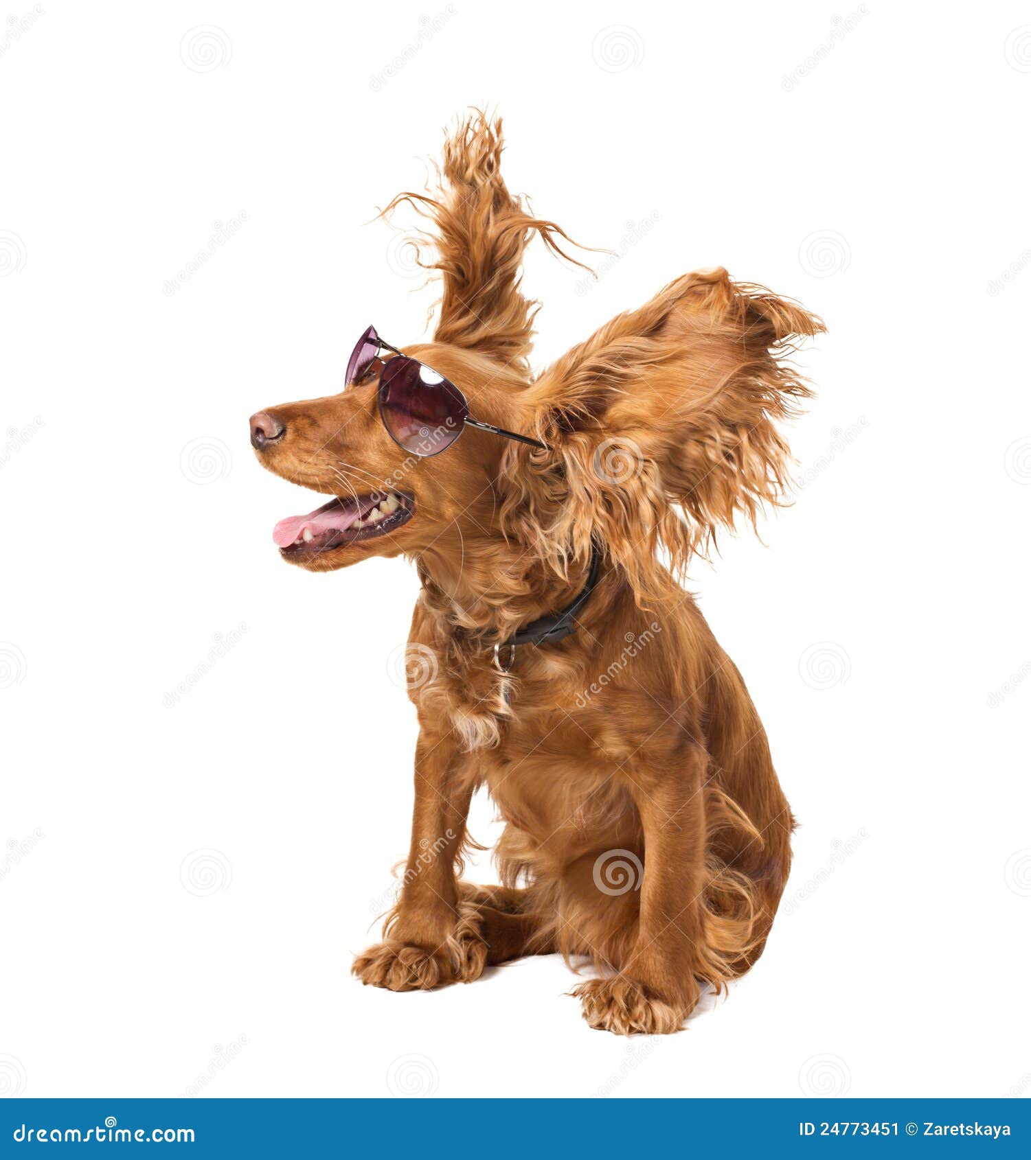 Cocker Van De Hond in Zonnebril Stock Afbeelding - Image of hond ...