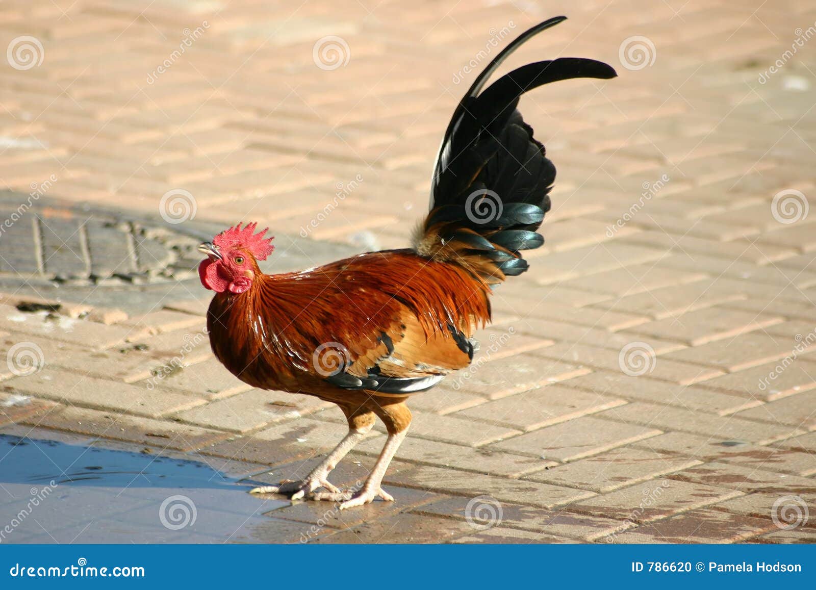 Cockeral stock photo. Image of daytime, animal, countryside - 786620