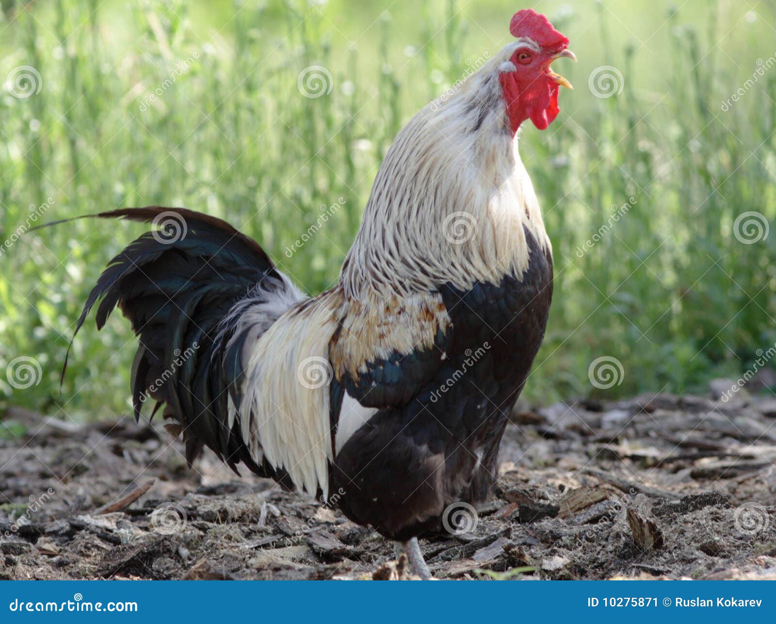 Cockerel. stock image. Image of bird, feather, claw, crow - 10275871