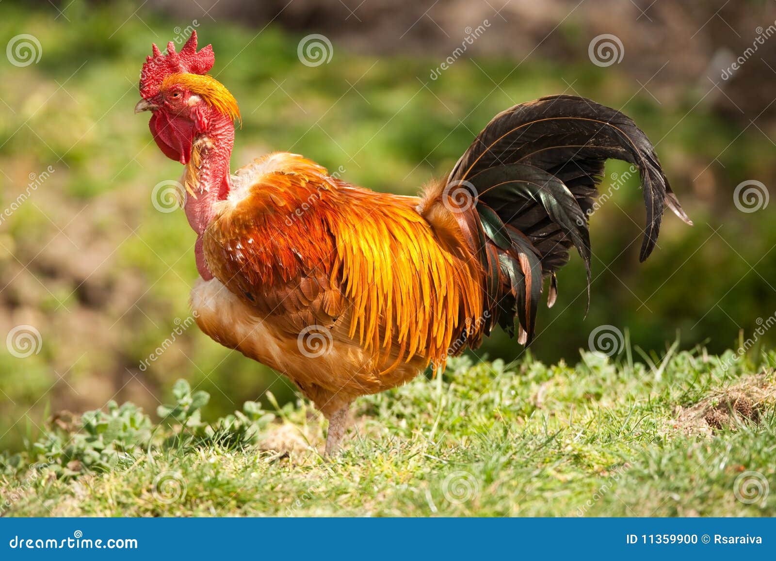 Cockerel stock photo. Image of nature, rooster, golden - 11359900