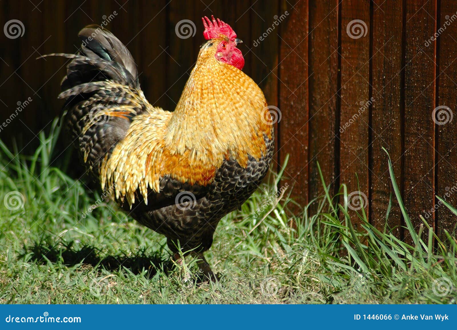 Cockerel stock photo. Image of cockrels, cockrel, animals - 1446066