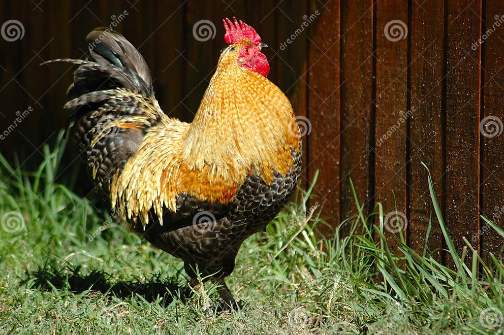 Cockerel stock photo. Image of cockrels, cockrel, animals - 1446066