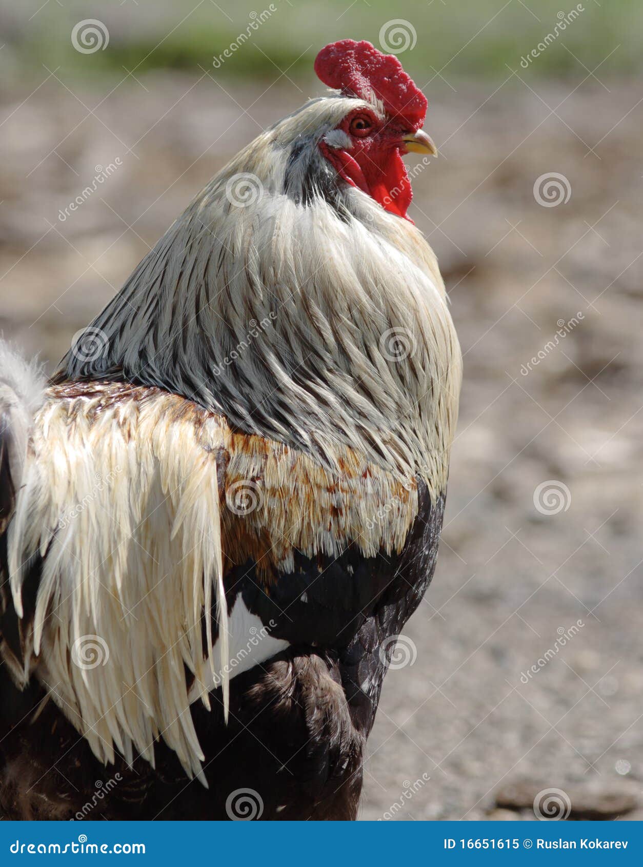 Cockerel. stock image. Image of doodle, claw, comb, beak - 16651615