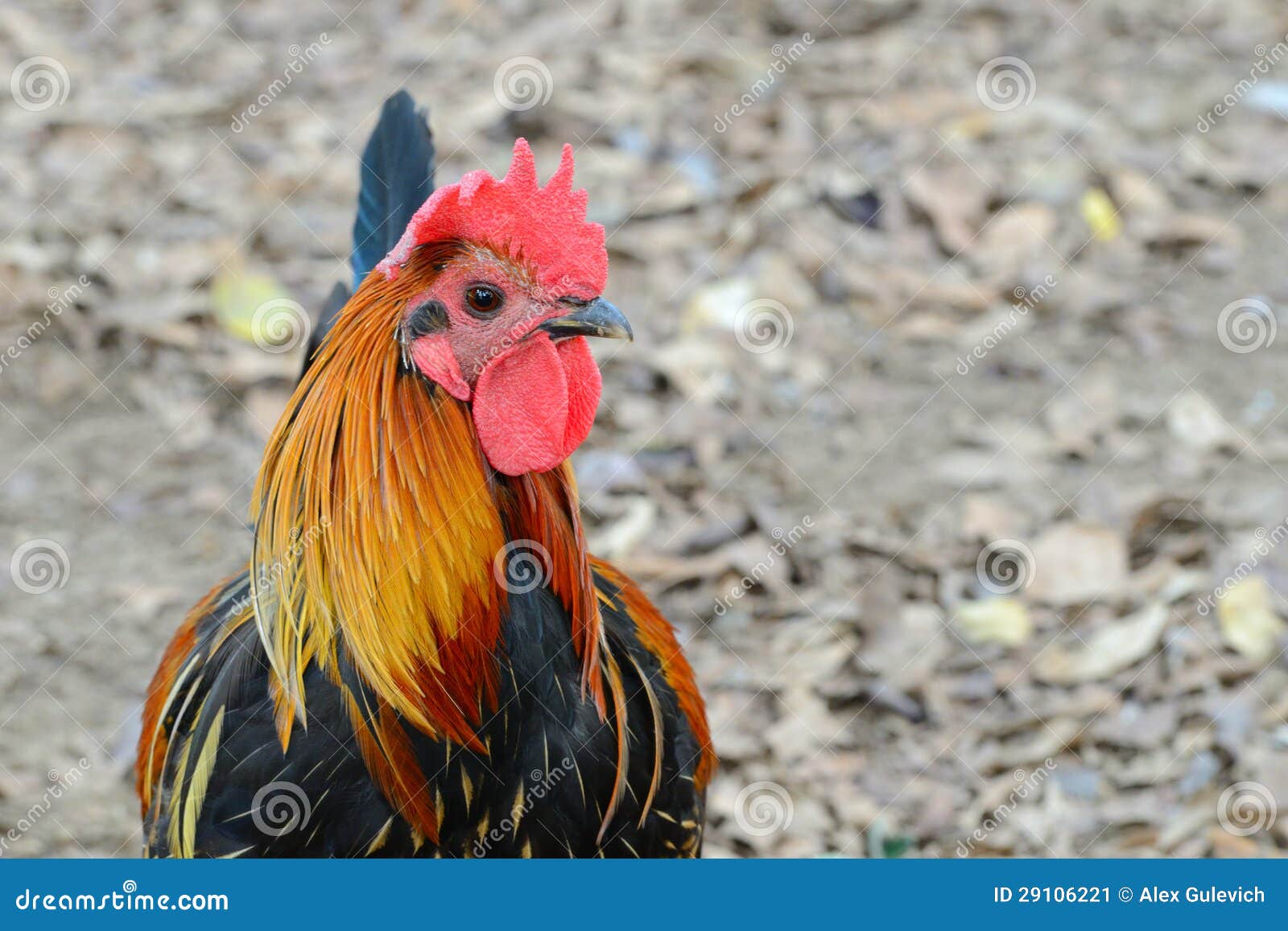 Cockerel stock image. Image of male, beak, agriculture - 29106221