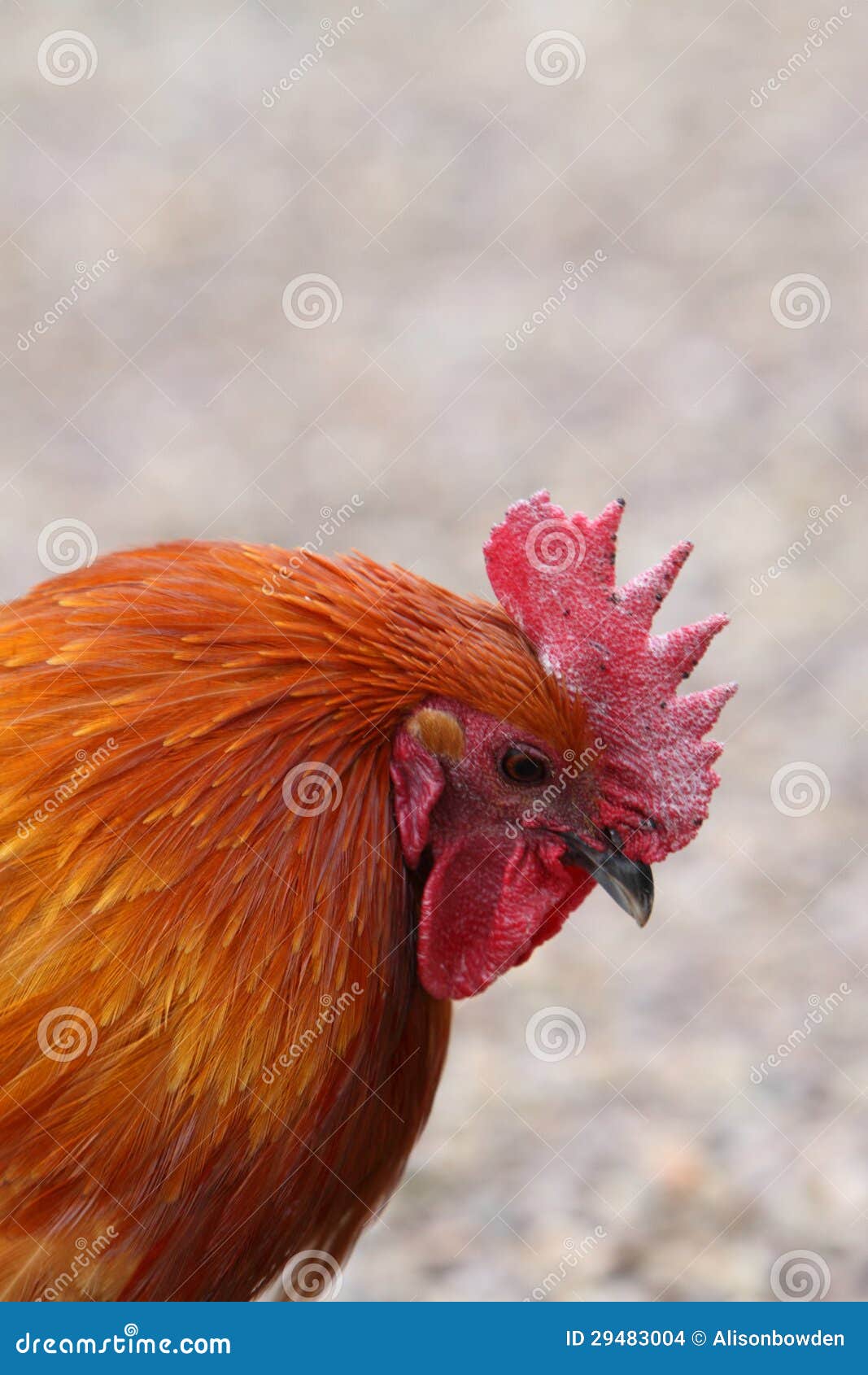 Cockerel stock photo. Image of strut, rooster, chicken - 29483004
