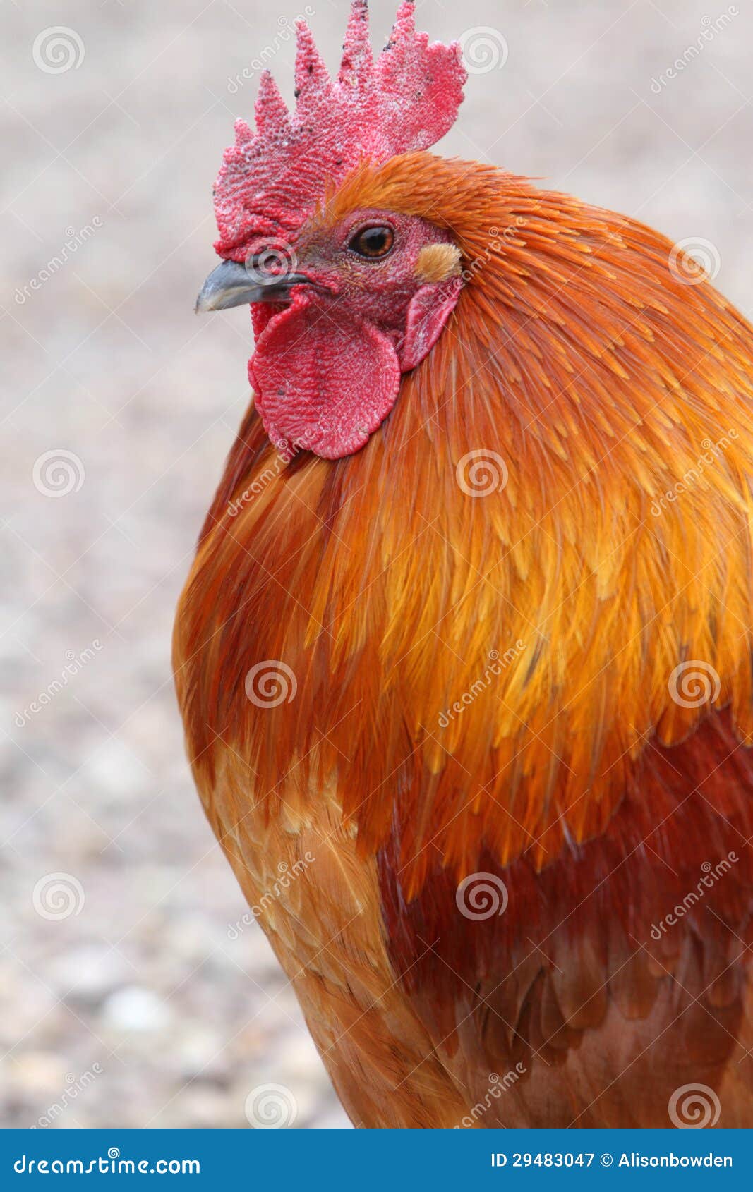Cockerel stock image. Image of rooster, strut, farmyard - 29483047