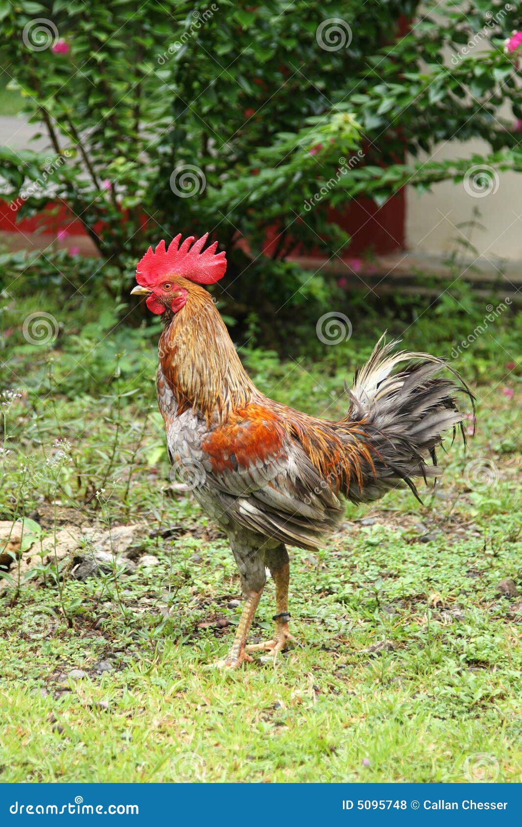 Cockerel stock photo. Image of field, colored, color, feather - 5095748