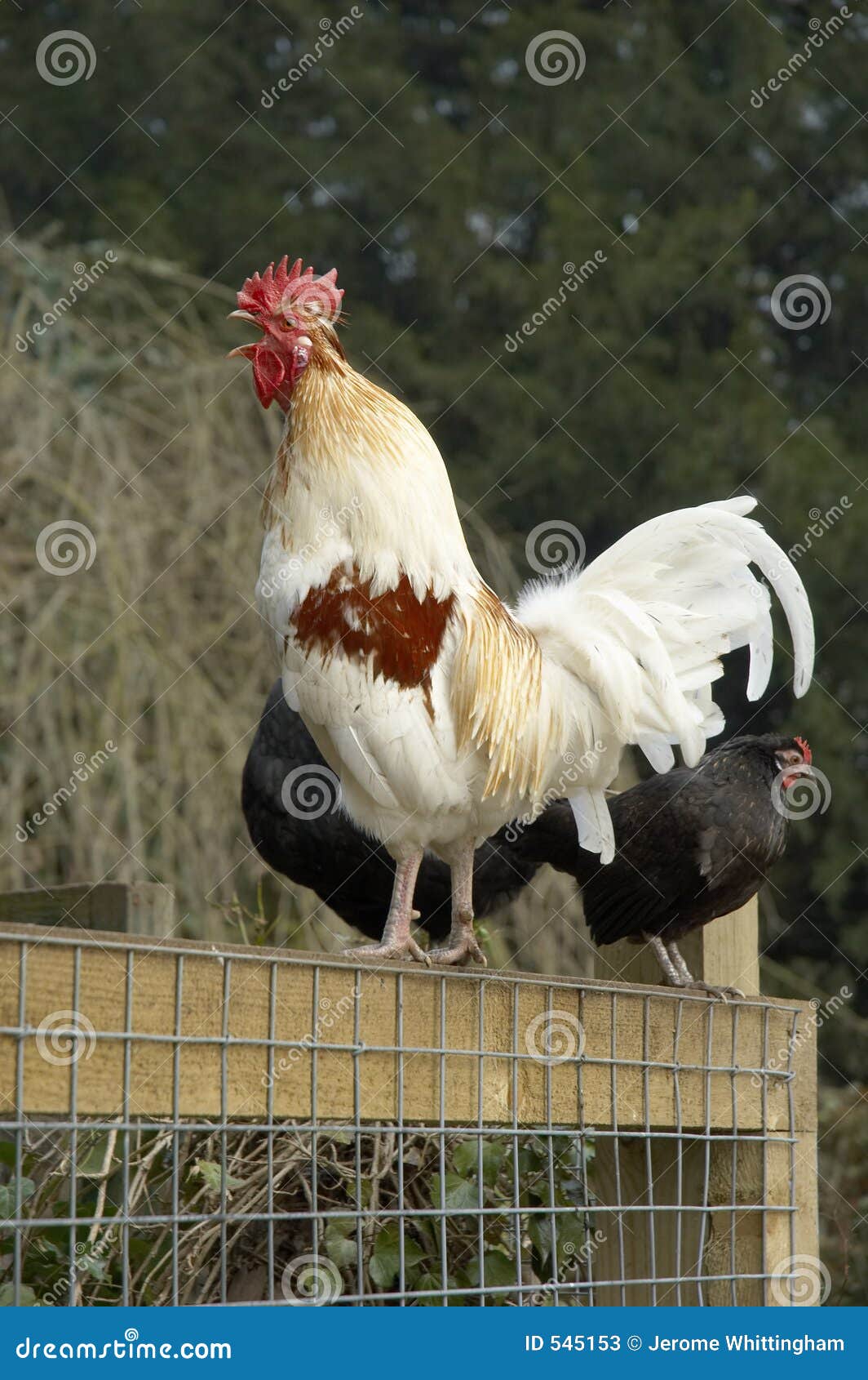 Cockerel stock image. Image of noise, virus, crowing, fence - 545153