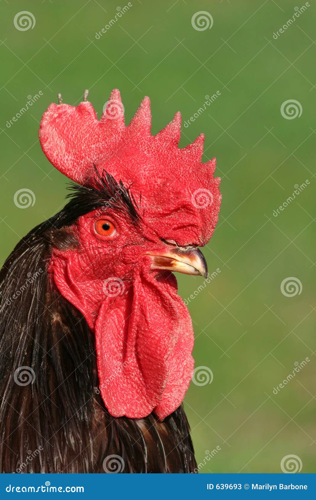 The Cockerel stock image. Image of farmyard, hens, crowing - 639693
