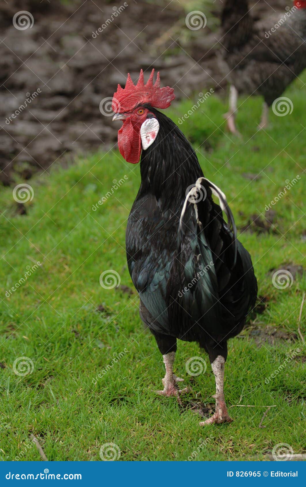 Cockerel stock image. Image of colorful, peck, corn, cockerel - 826965