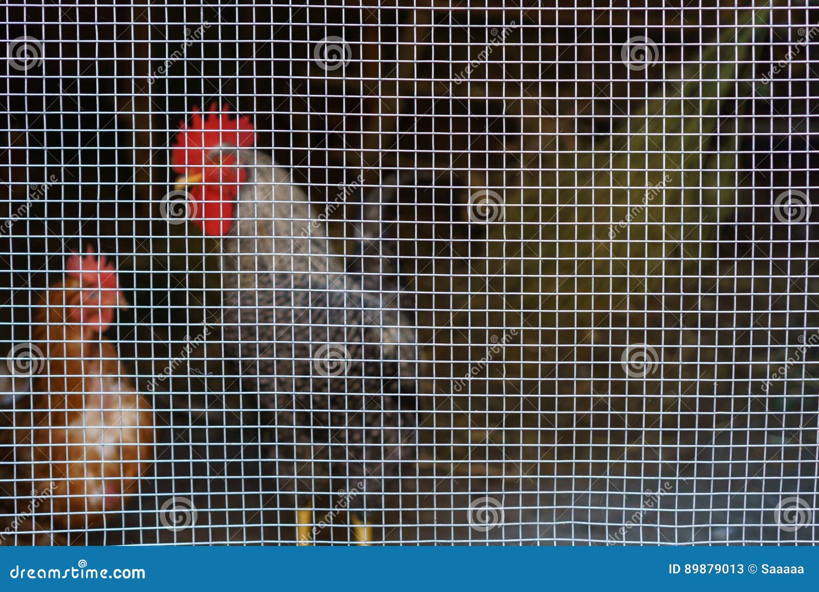 Cockerel and Chicken Blurred Behind Bars Stock Image - Image of dark ...